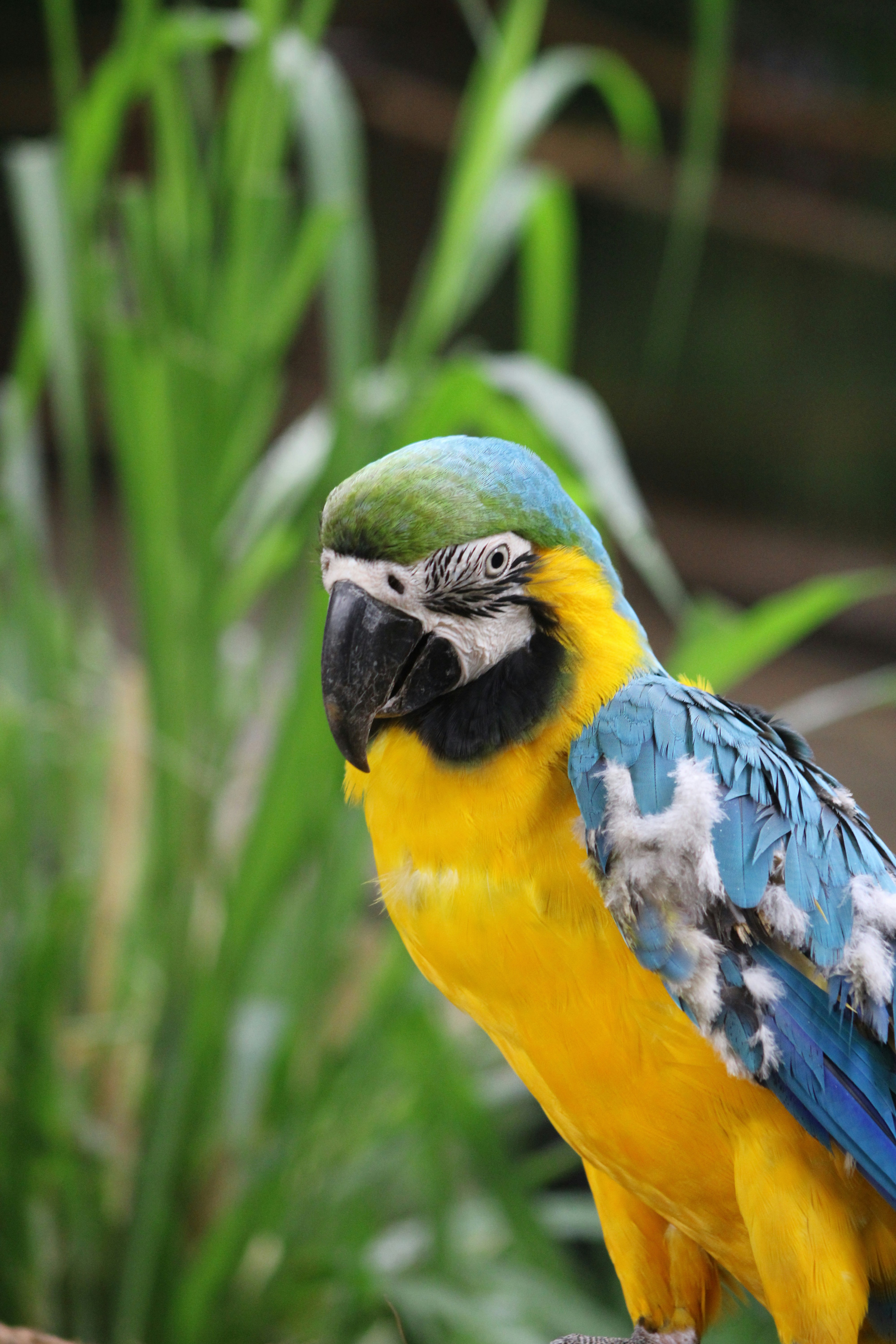 Vivid Blue-and-Gold Macaw Adrift Among Emerald Reeds