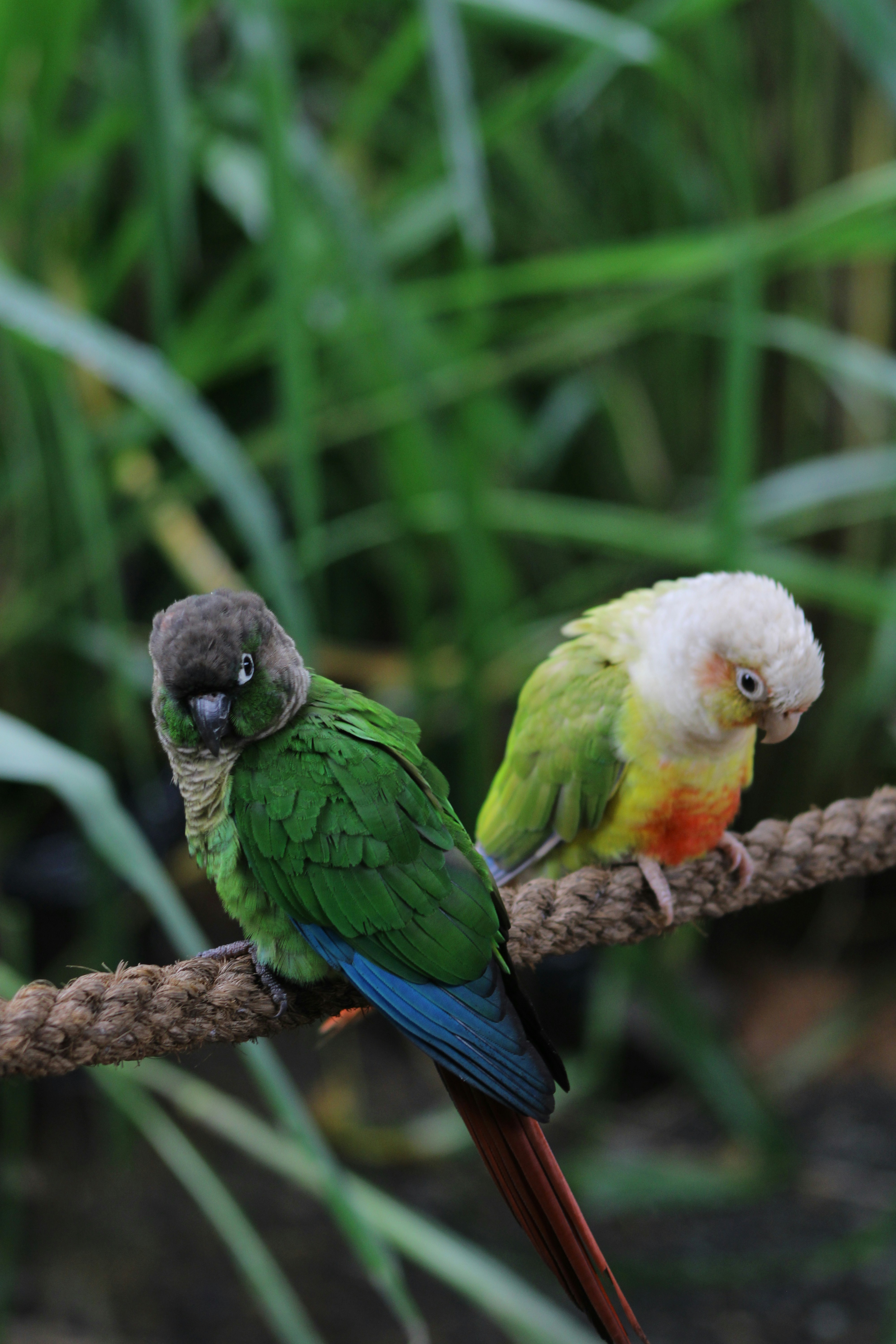 Dual Green-Red Foliage Perchers on a Rustic Rope