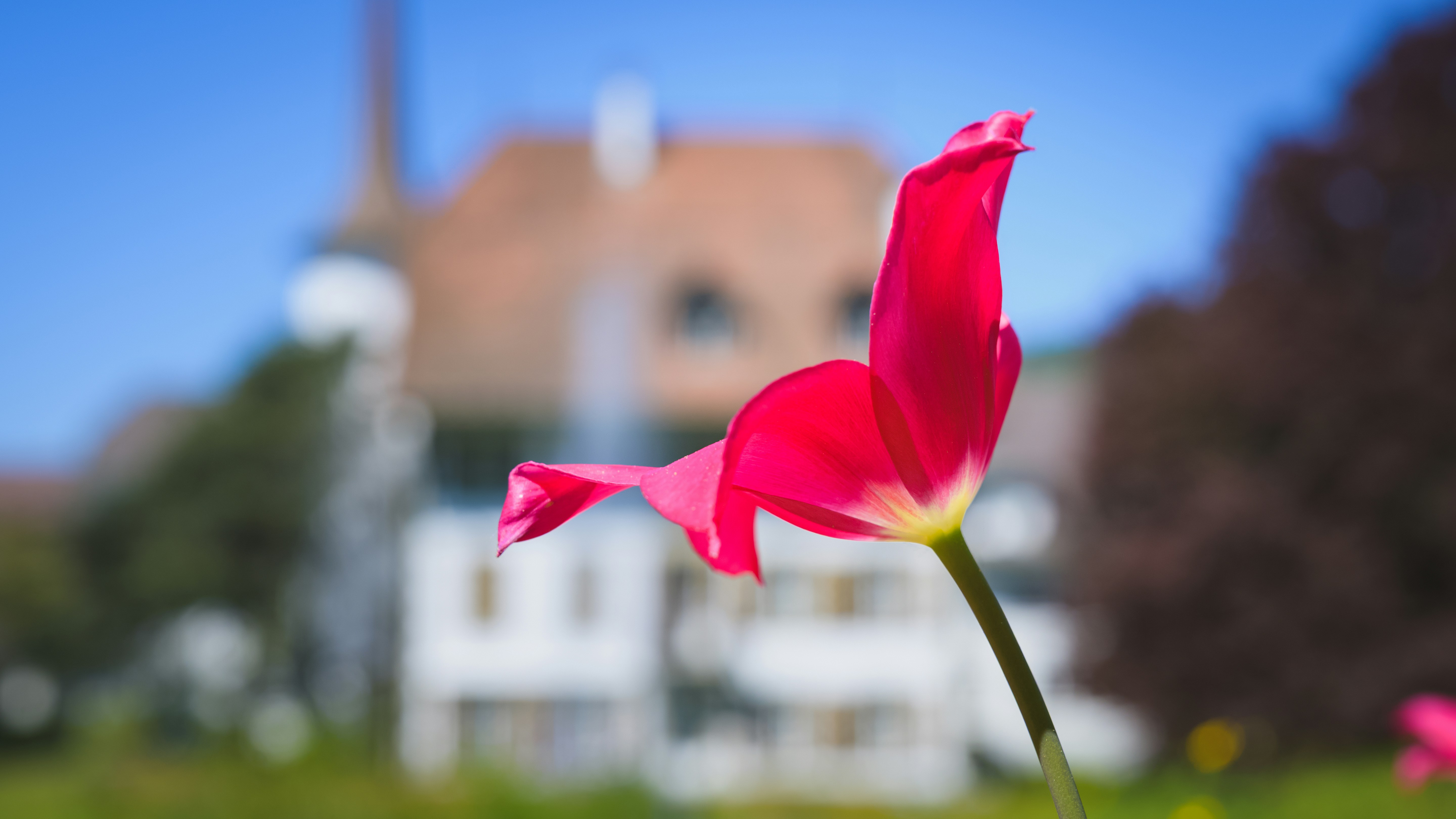 Crimson Petal Against a Suburban Blur