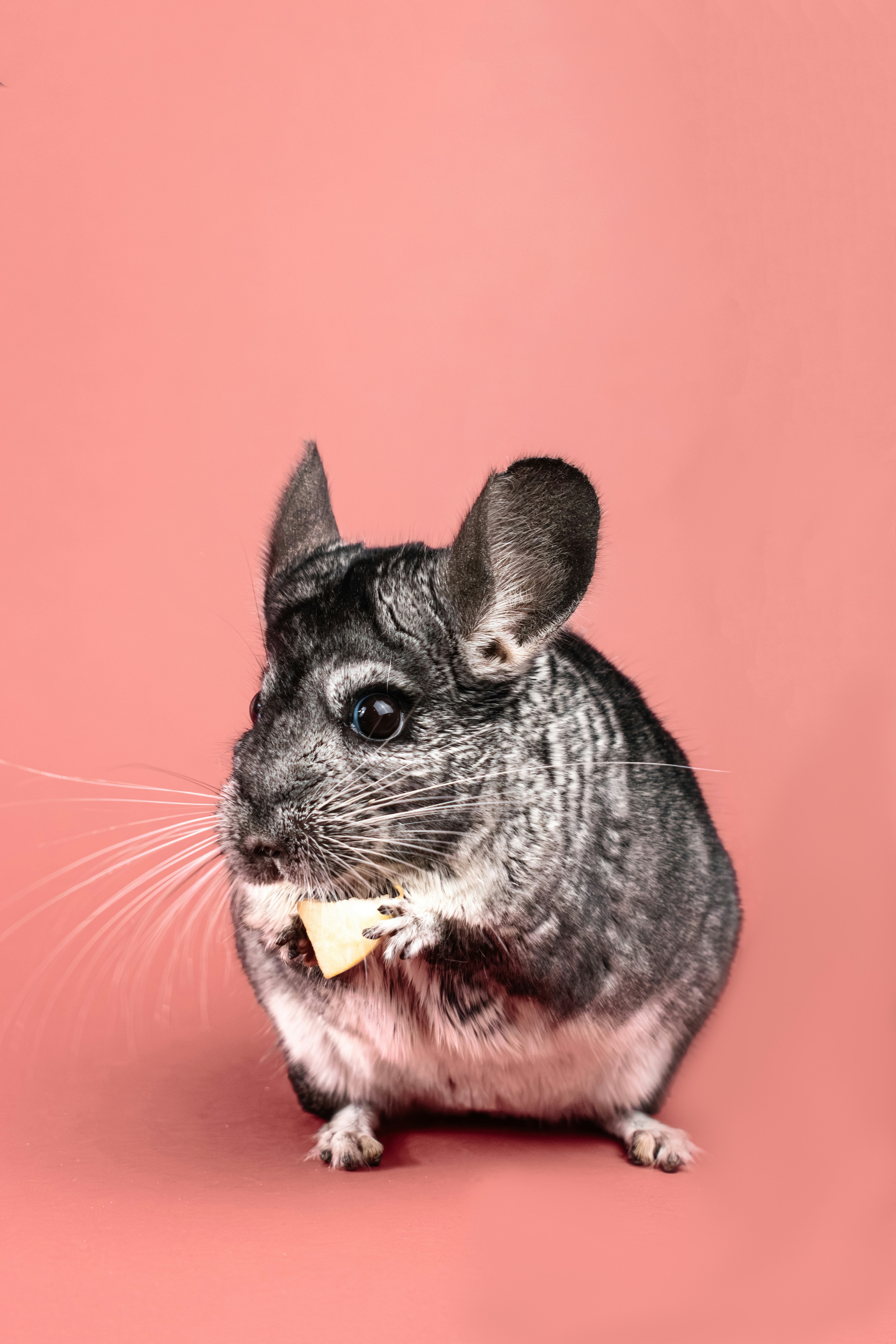 Fluffy Snack Break: A Rodent Portrait Against Coral Backdrop