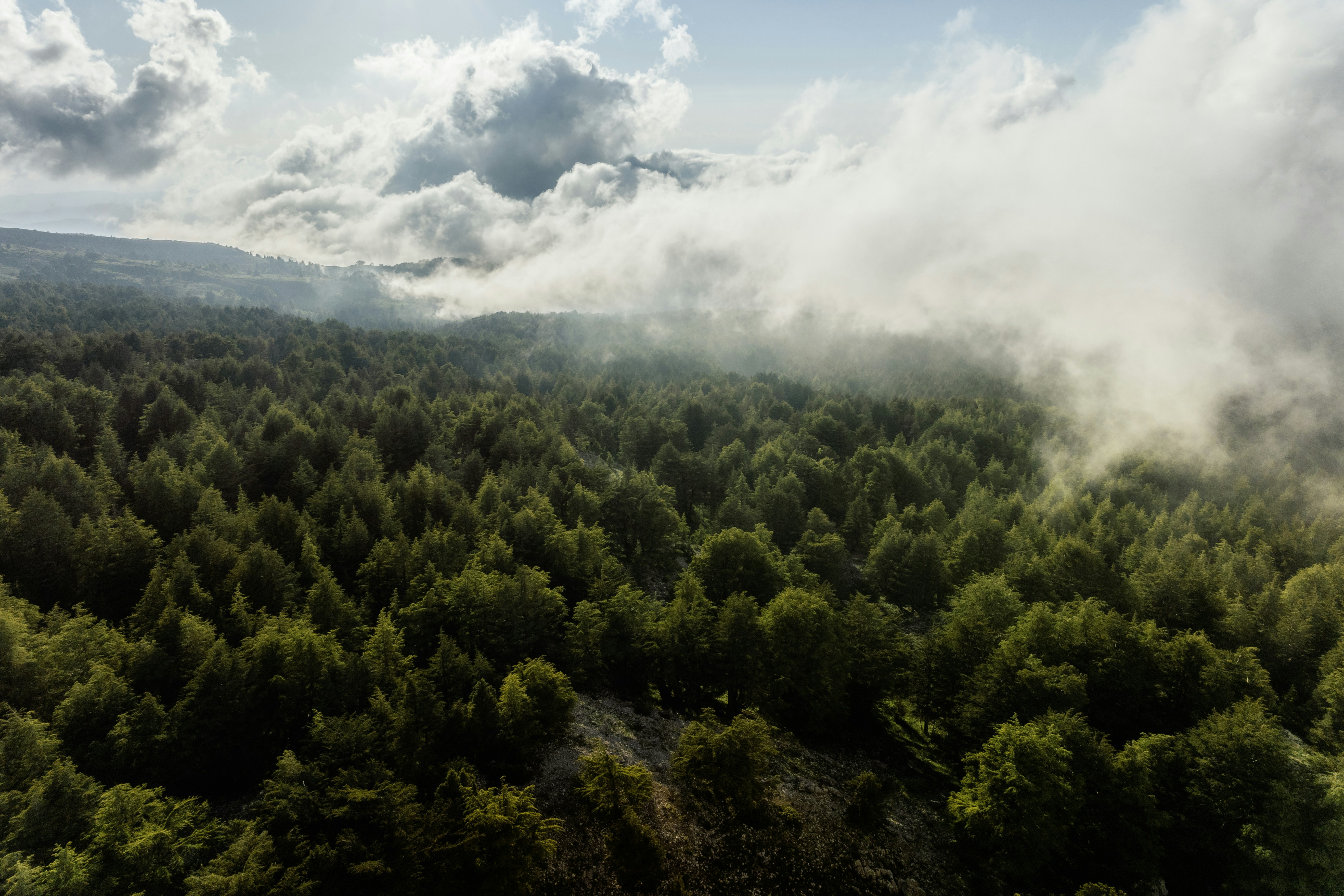 Azure Mist Over Pine Loom: A Drone View Into a Forest Canopy