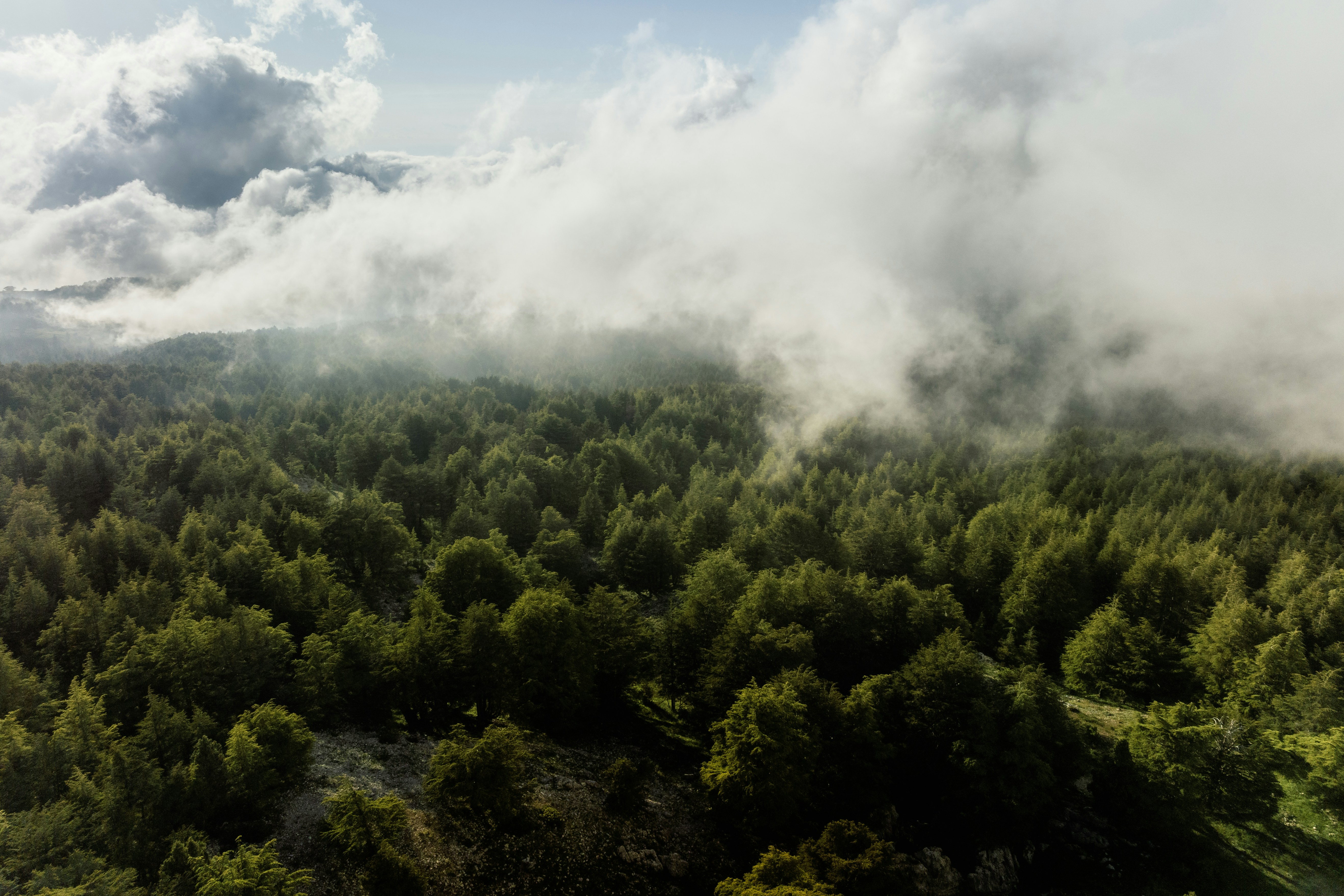 Edge of the Clouds: Forest Canopy Under Mist