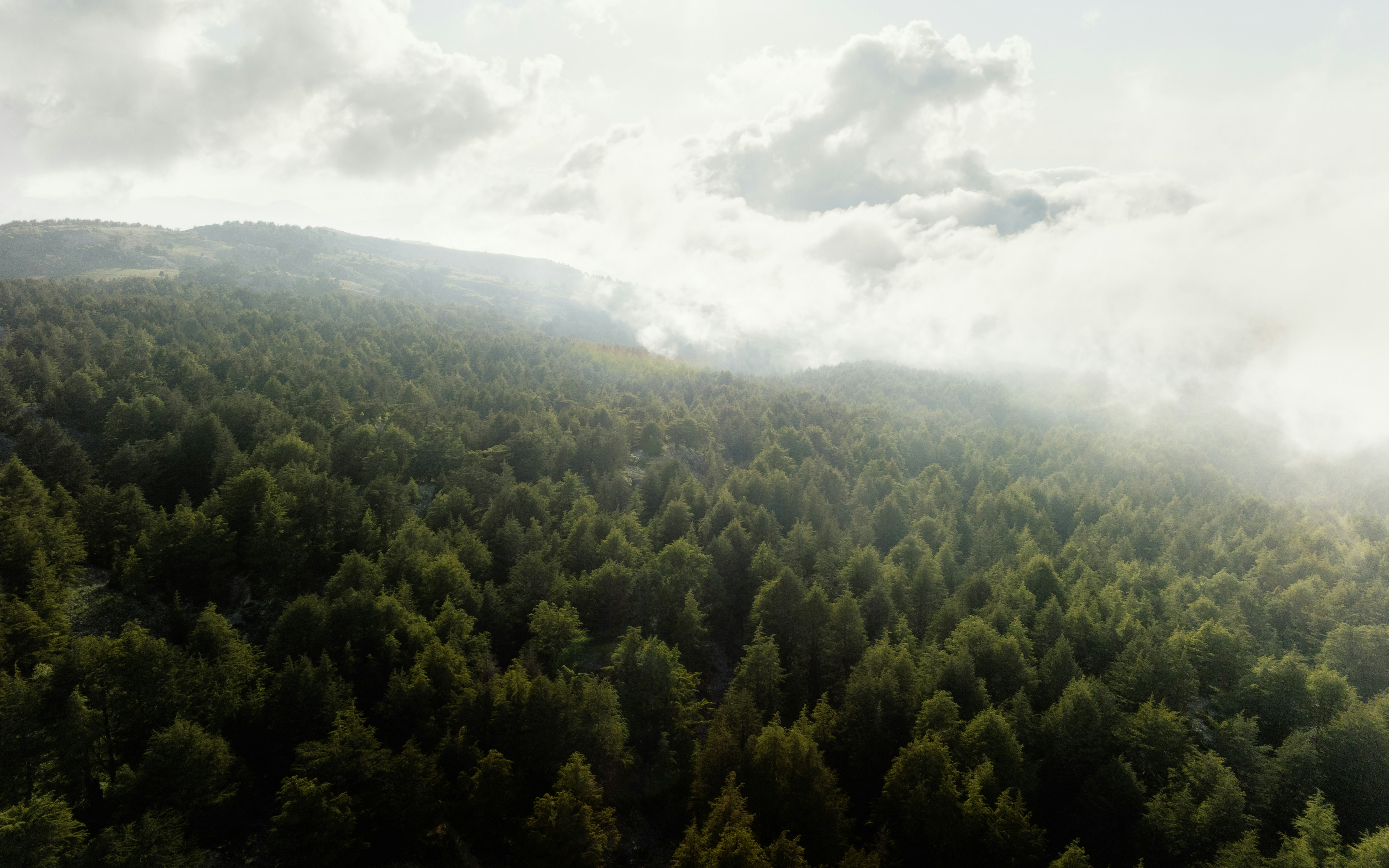 Dramatic forest canopy stretches across rolling hills with low-lying mist drifting above the treetops, captured in soft morning light.
