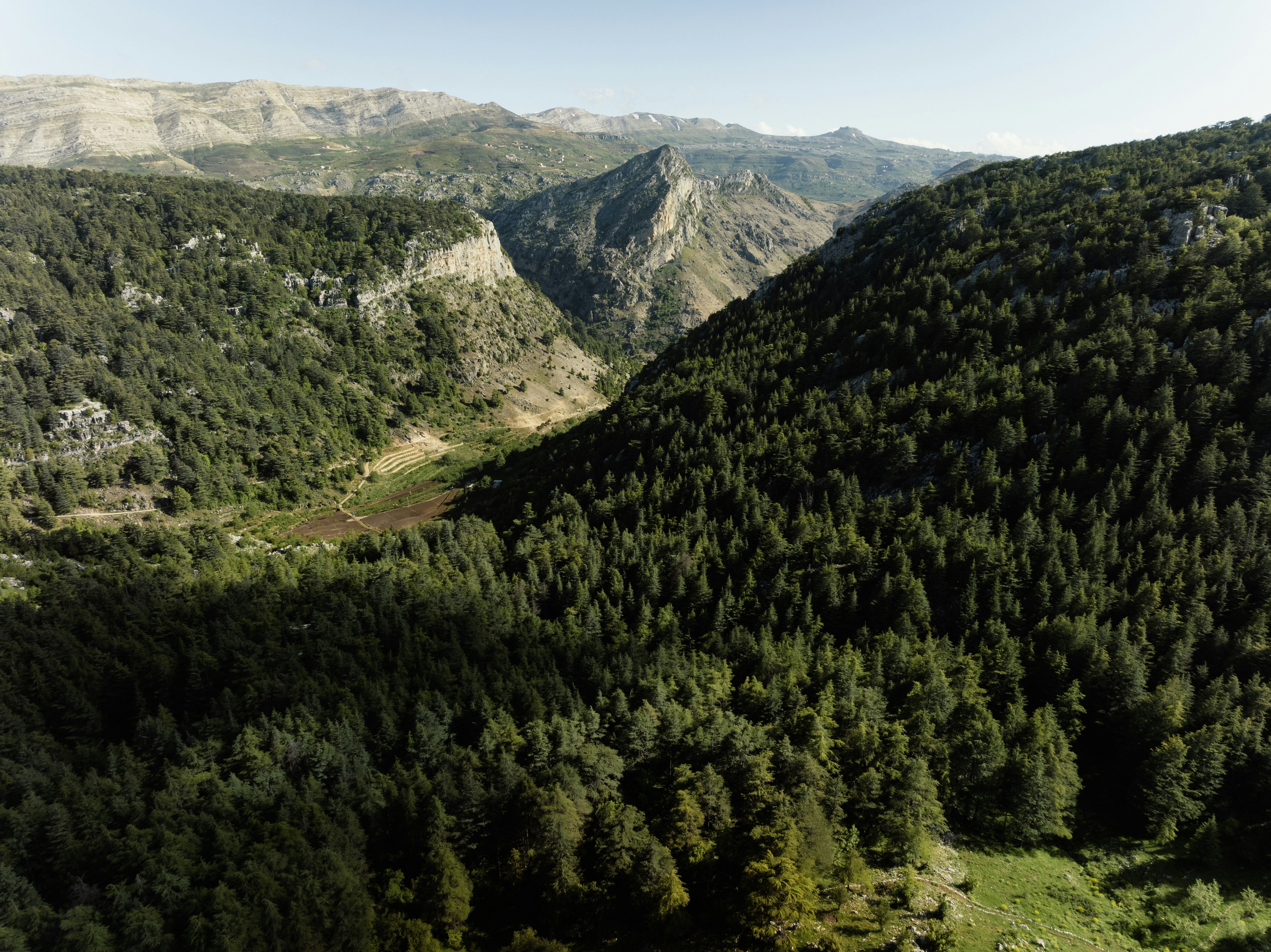 Valley Veil: A Rolling Forest Between Cliff and Sky
