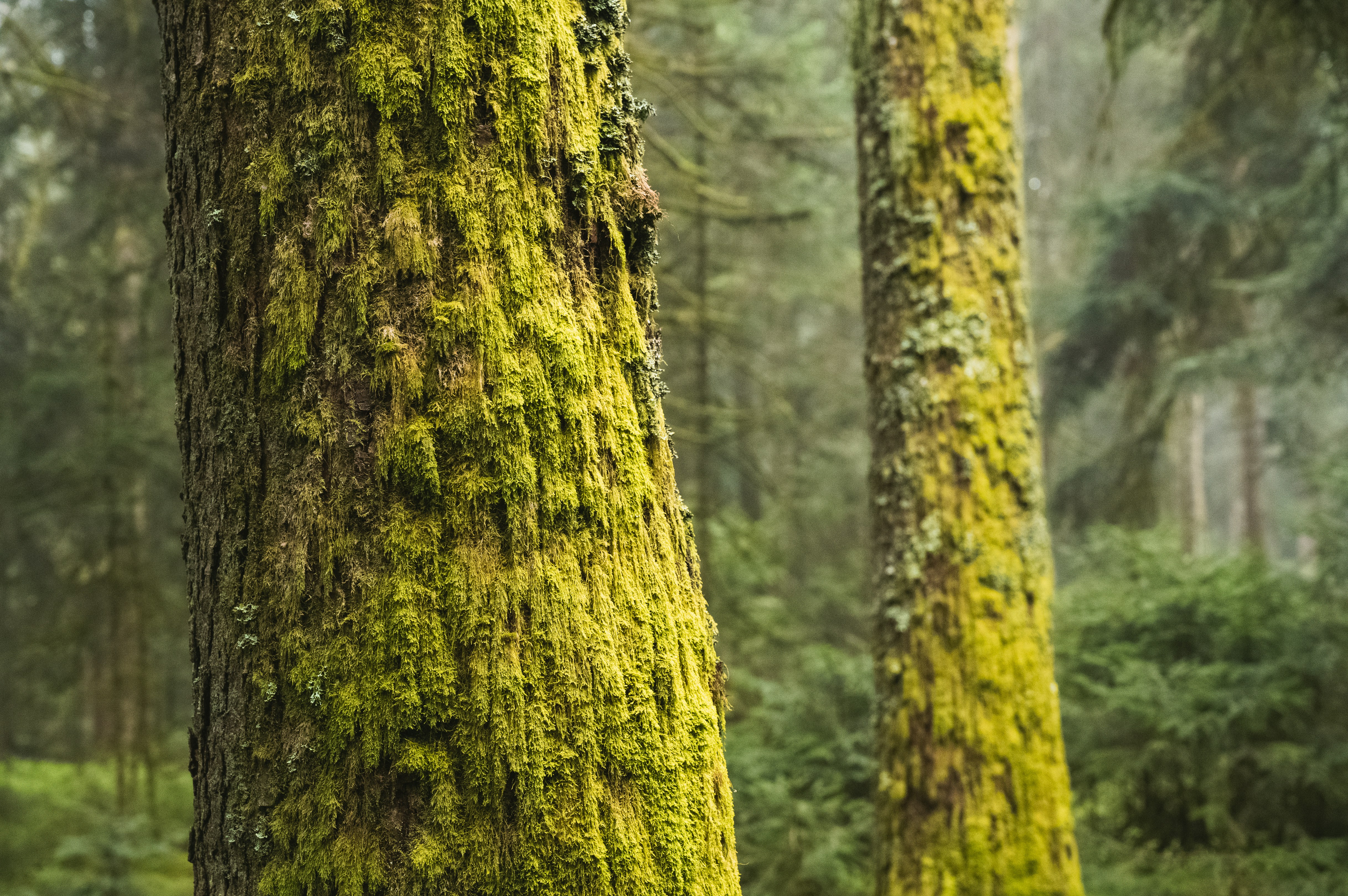 Moss-blanketed trunks in a quiet emerald forest