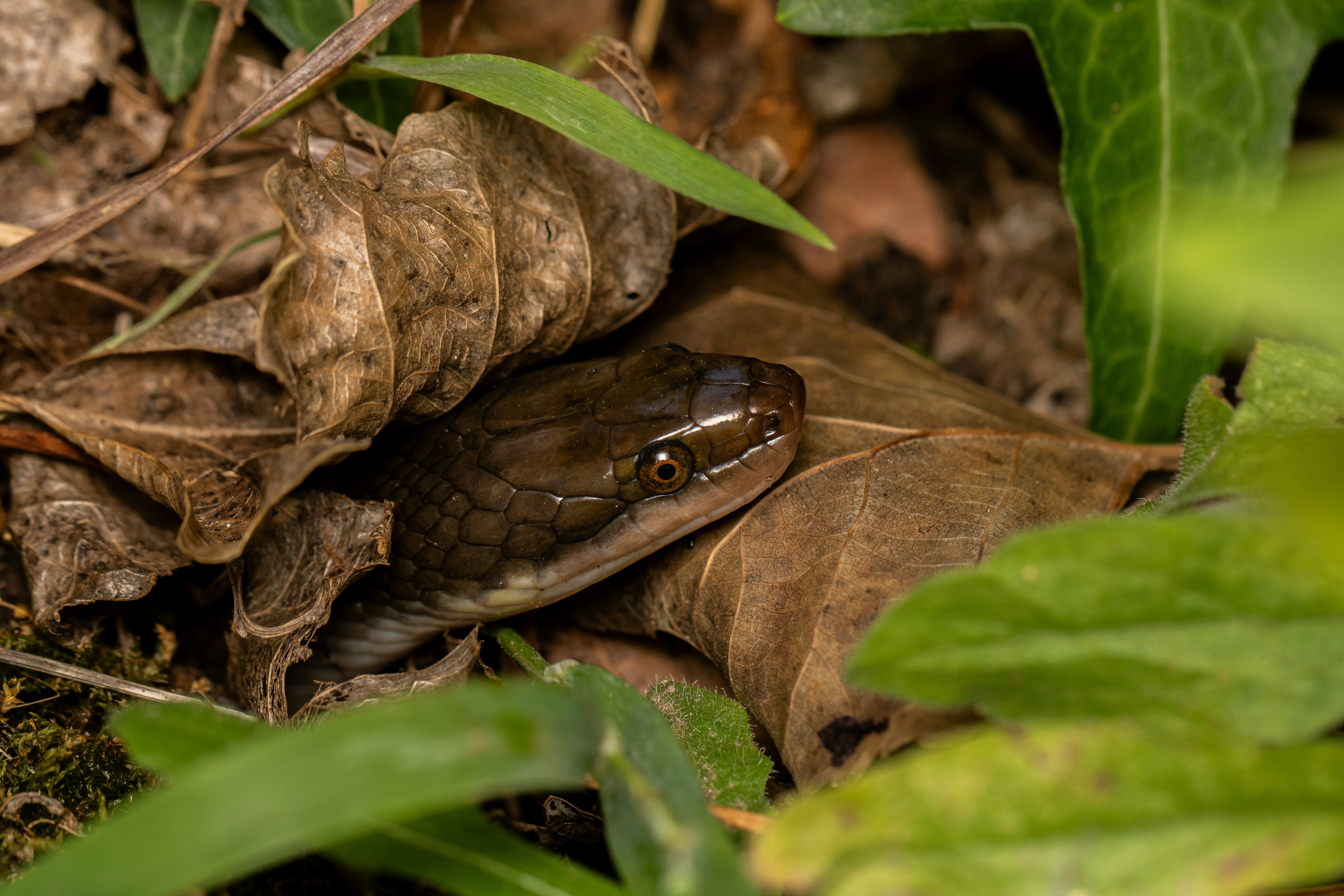 Hidden Coil: A Viper Peeks From The Leaf Litter