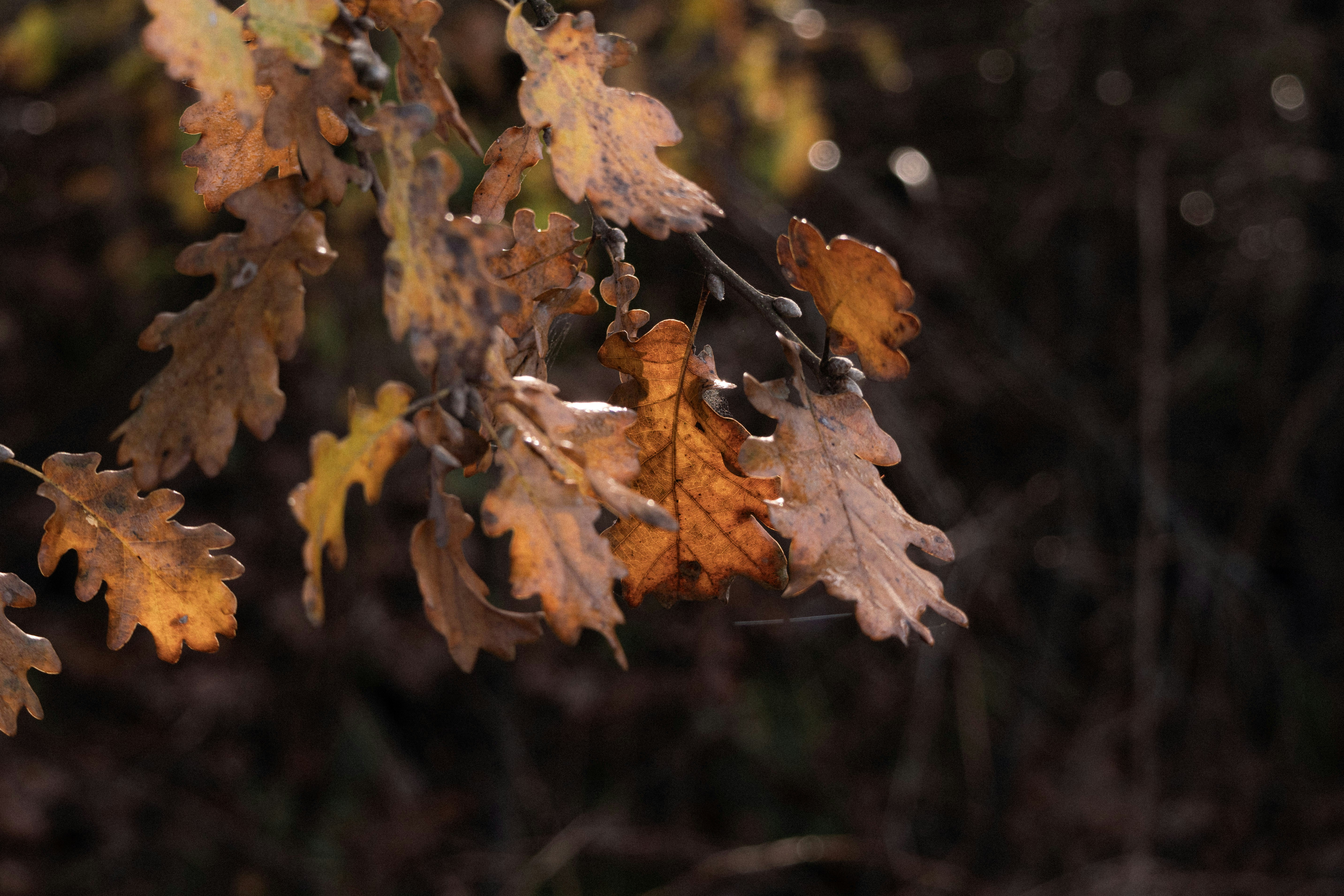 Autumn Leaves in Focus: A Quiet Foliage Moment