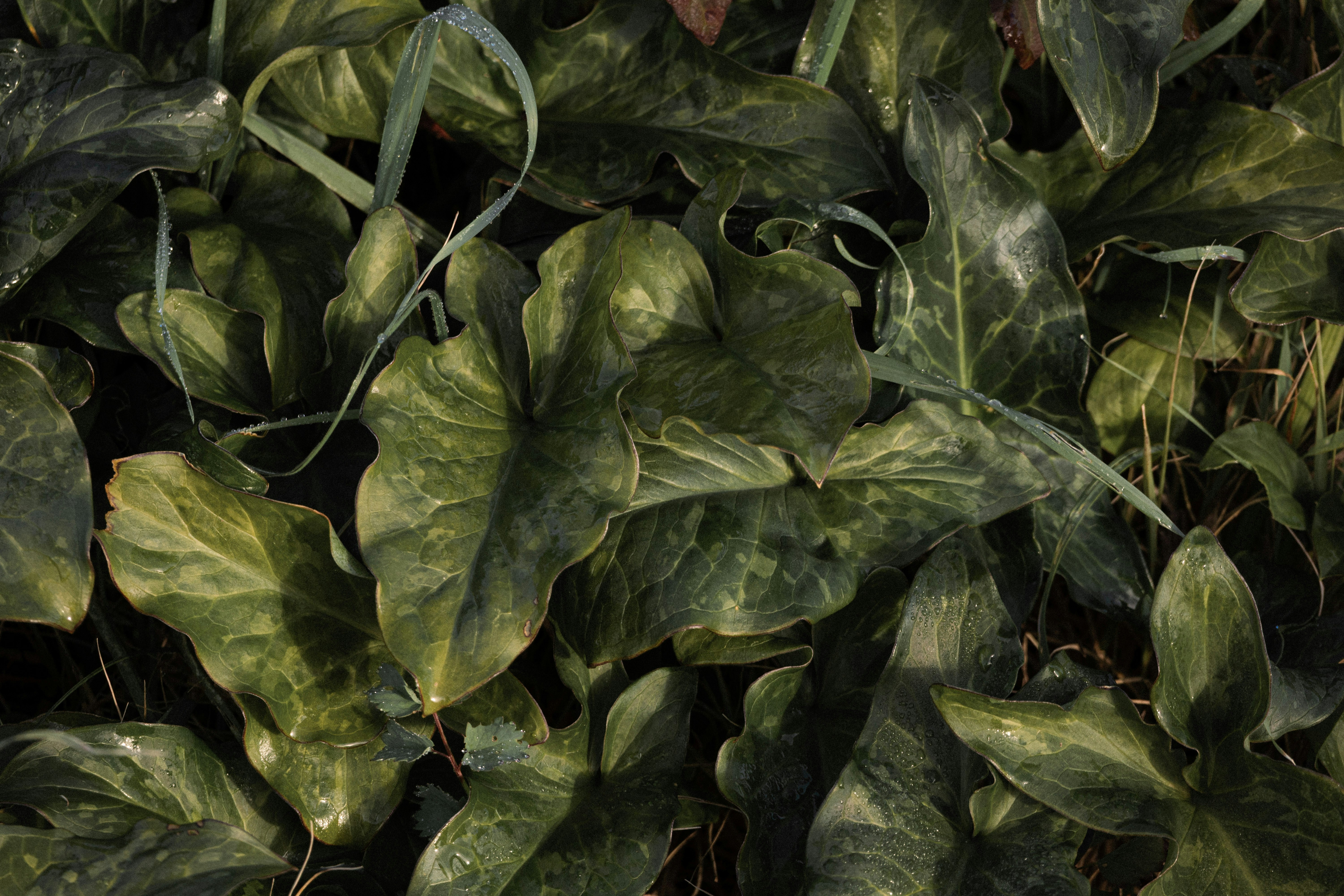 Deep Green Mosaic: Close-Up of Variegated Ivy Leaves