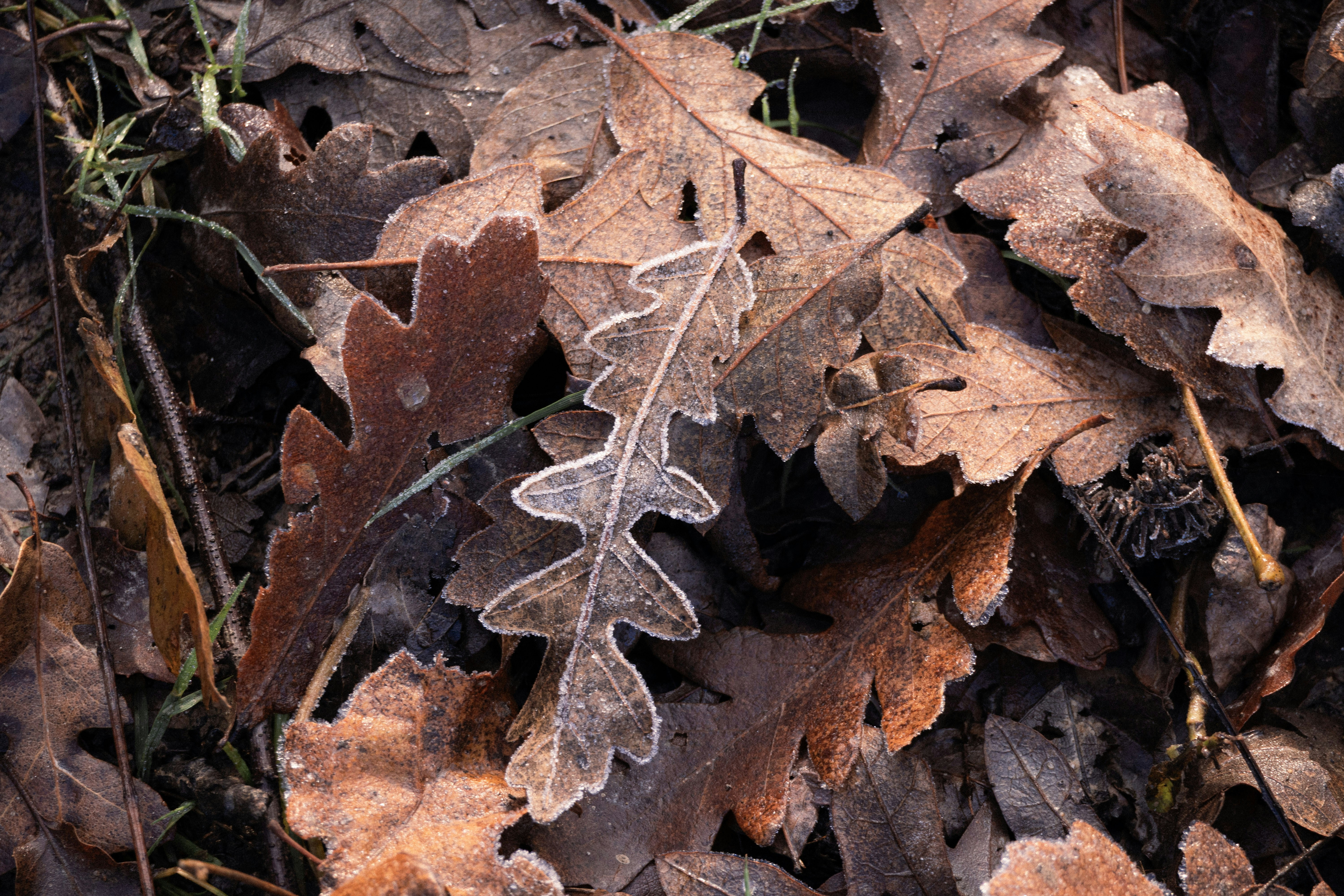 Frost-Kissed Oak Leaf Amid Fallen Autumn Tangles