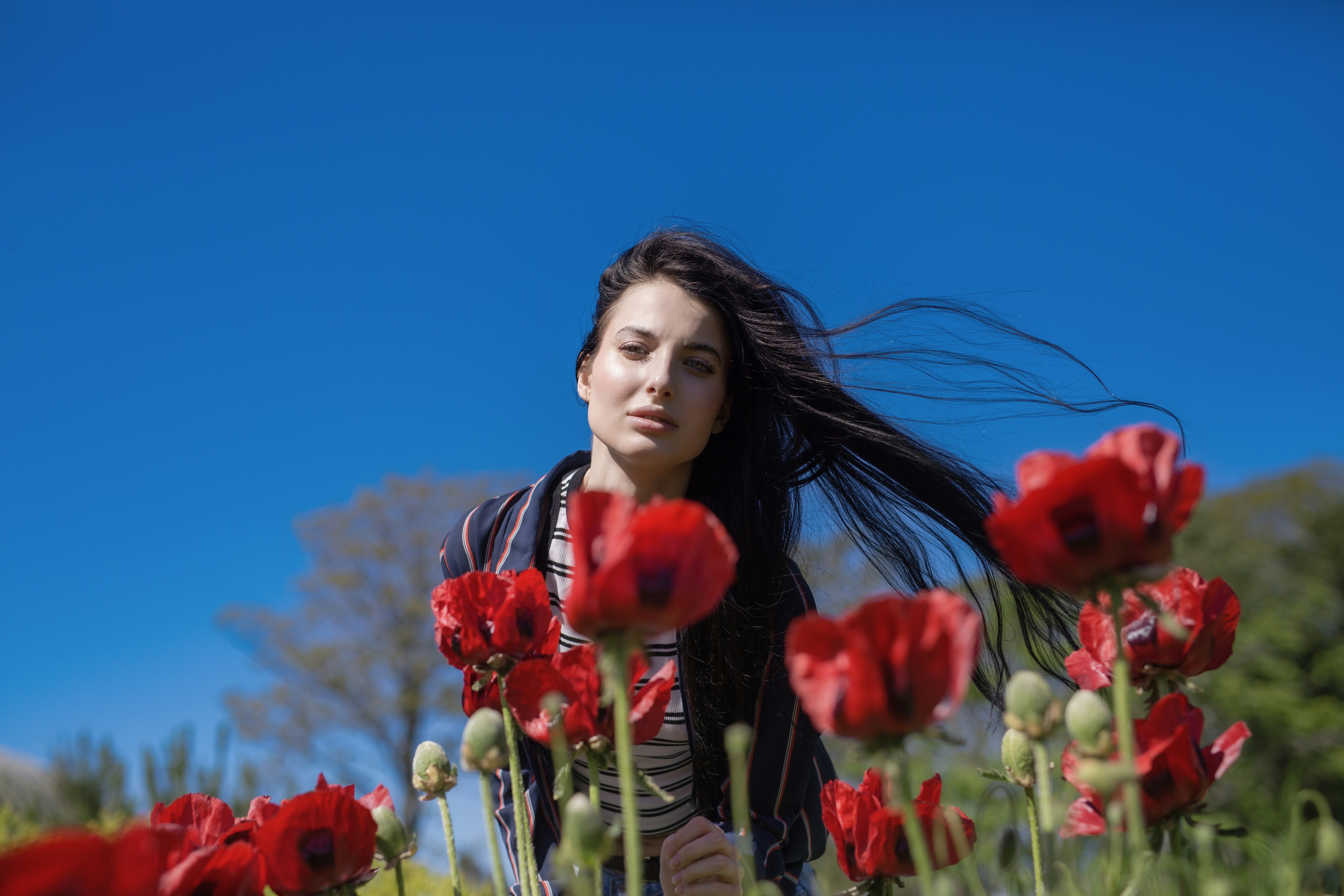 Red Poppies, Quiet Portrait