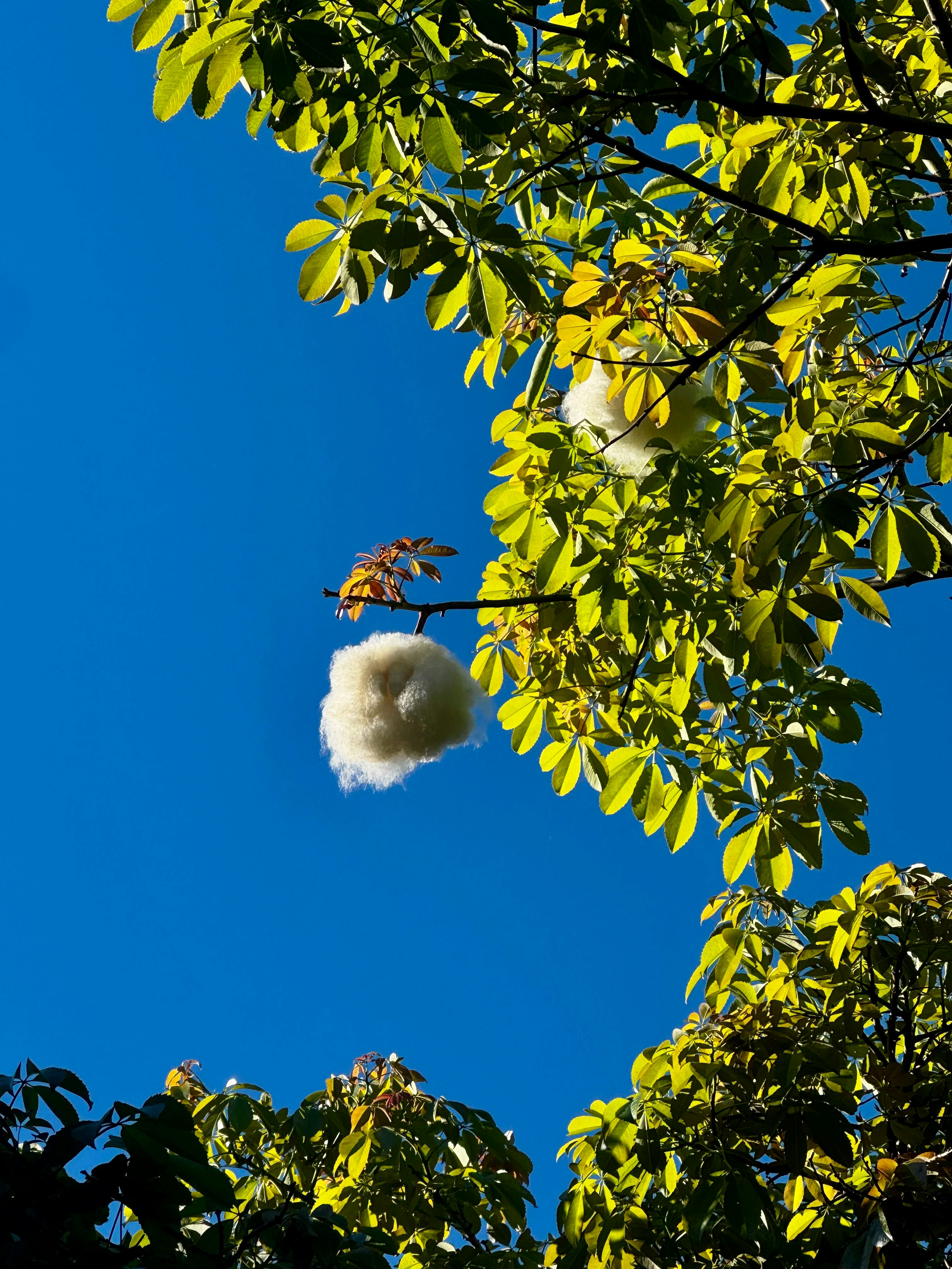 Cloudlet Adrift Among Sunlit Leaves