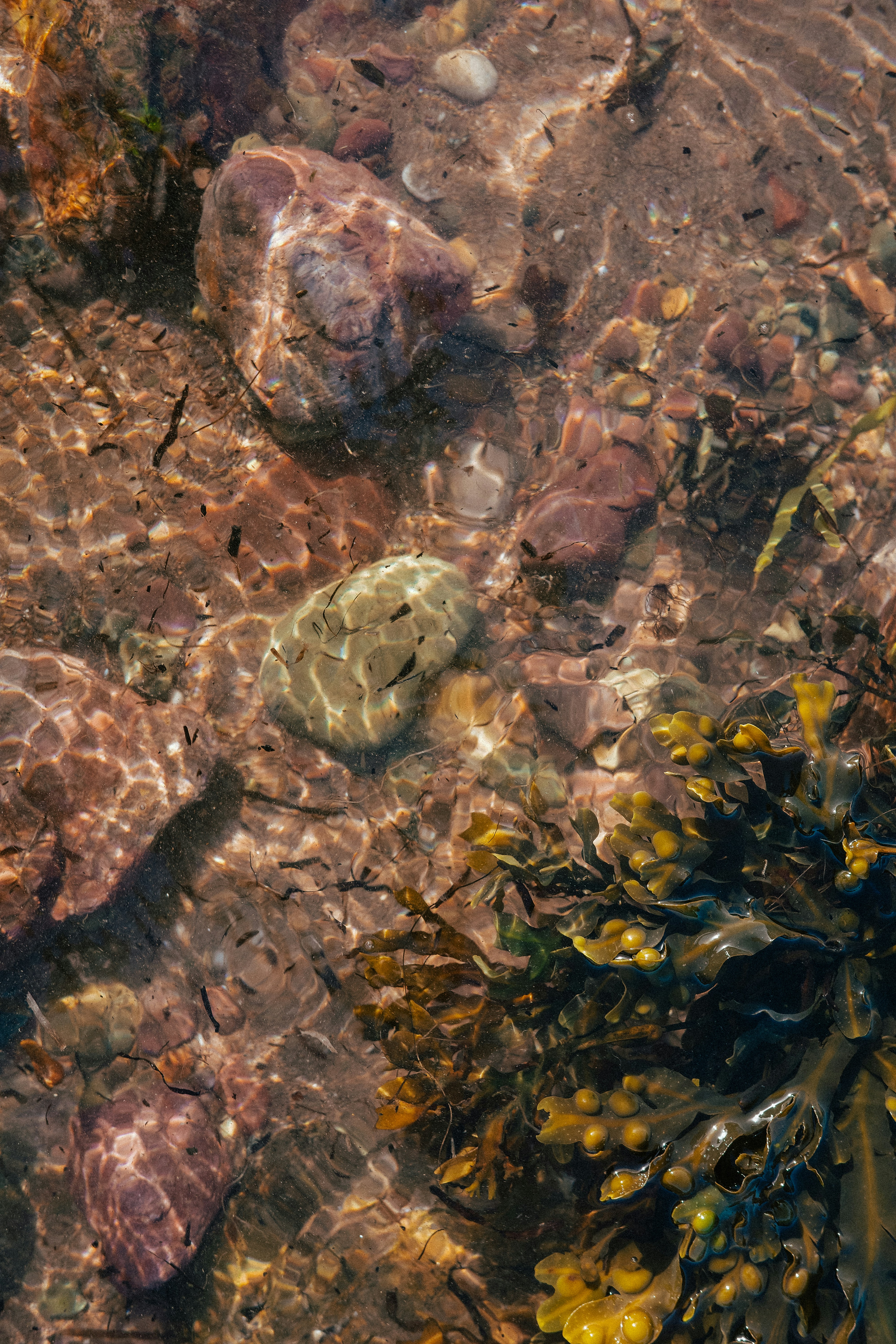 Ink and Stone: Tide-pocked Palette of a Shallow Seascape