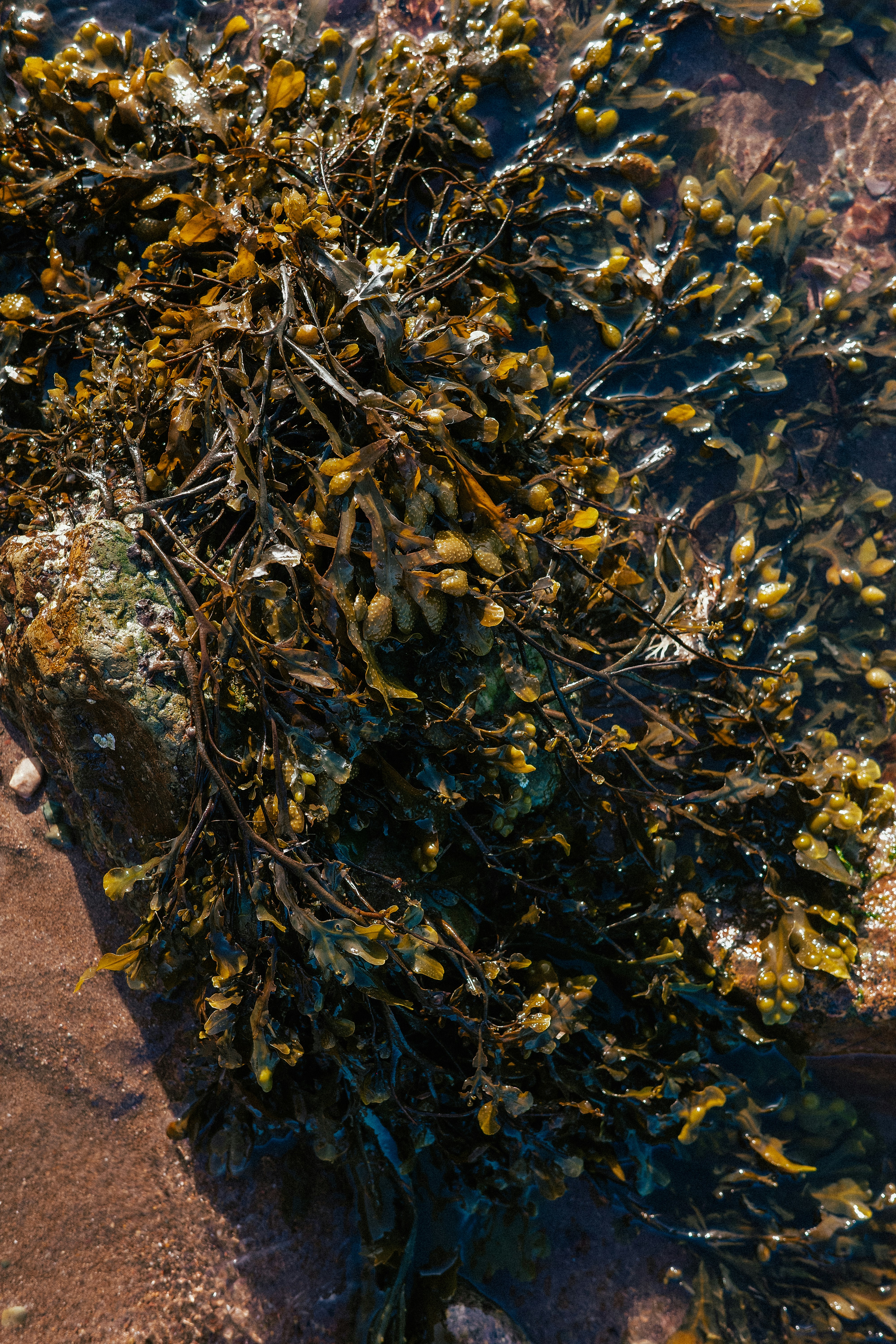Intertidal Tangle: Seaweed and Rock in Autumn Light