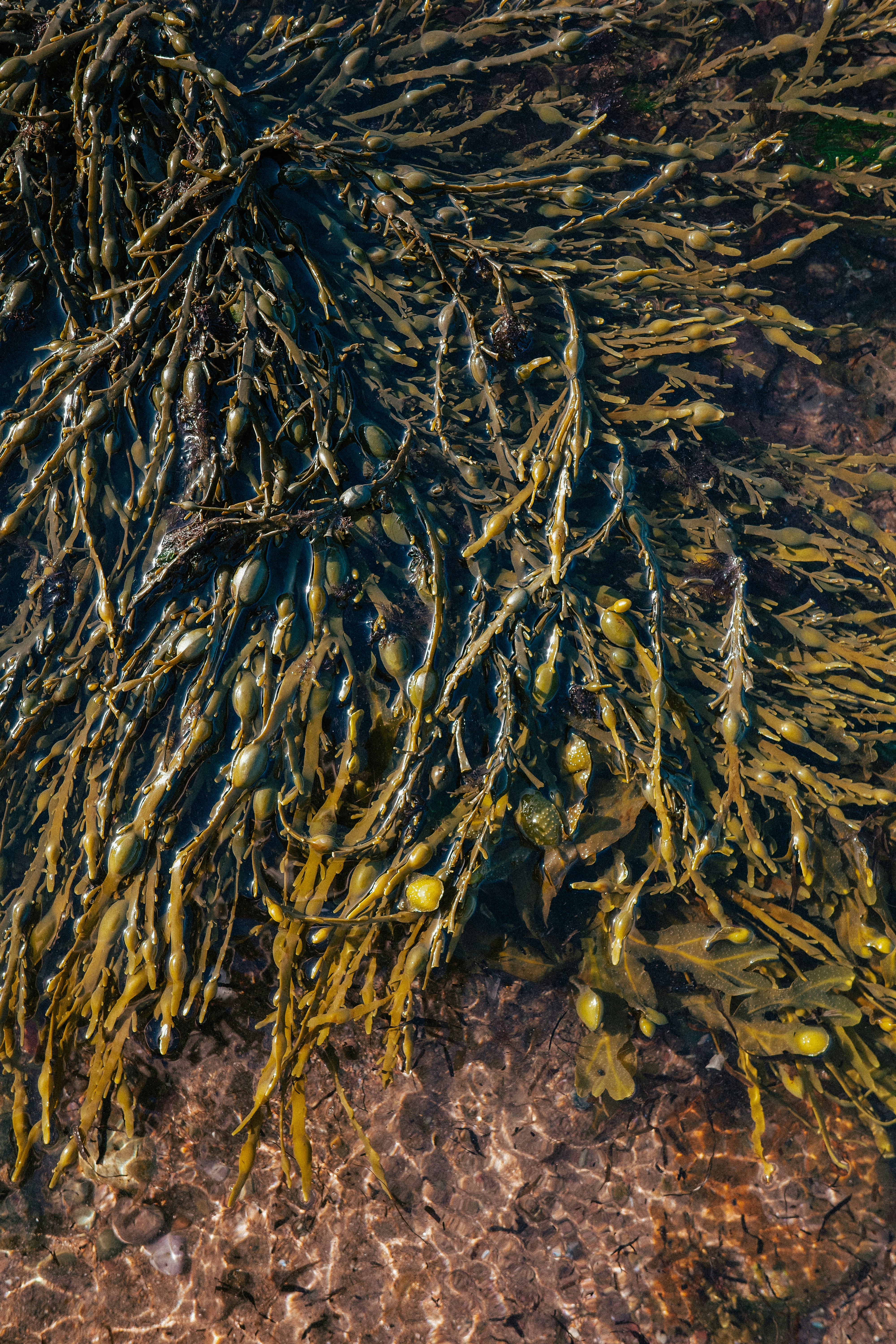 Tangled Seaweed Portrait under Tide-Kissed Light
