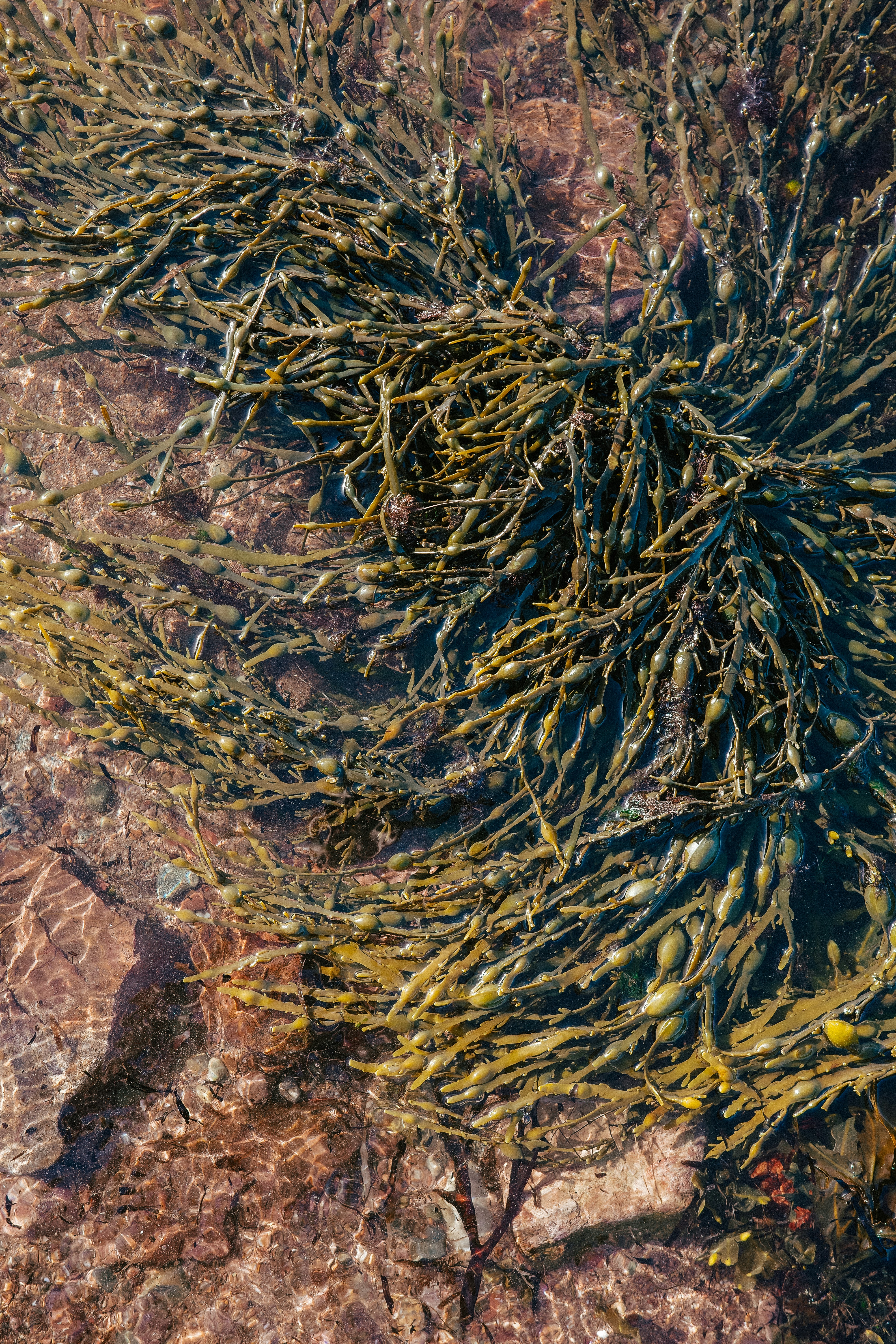 Tangled Underwater Bed: Seaweed Sway Over a Rocky Substrate