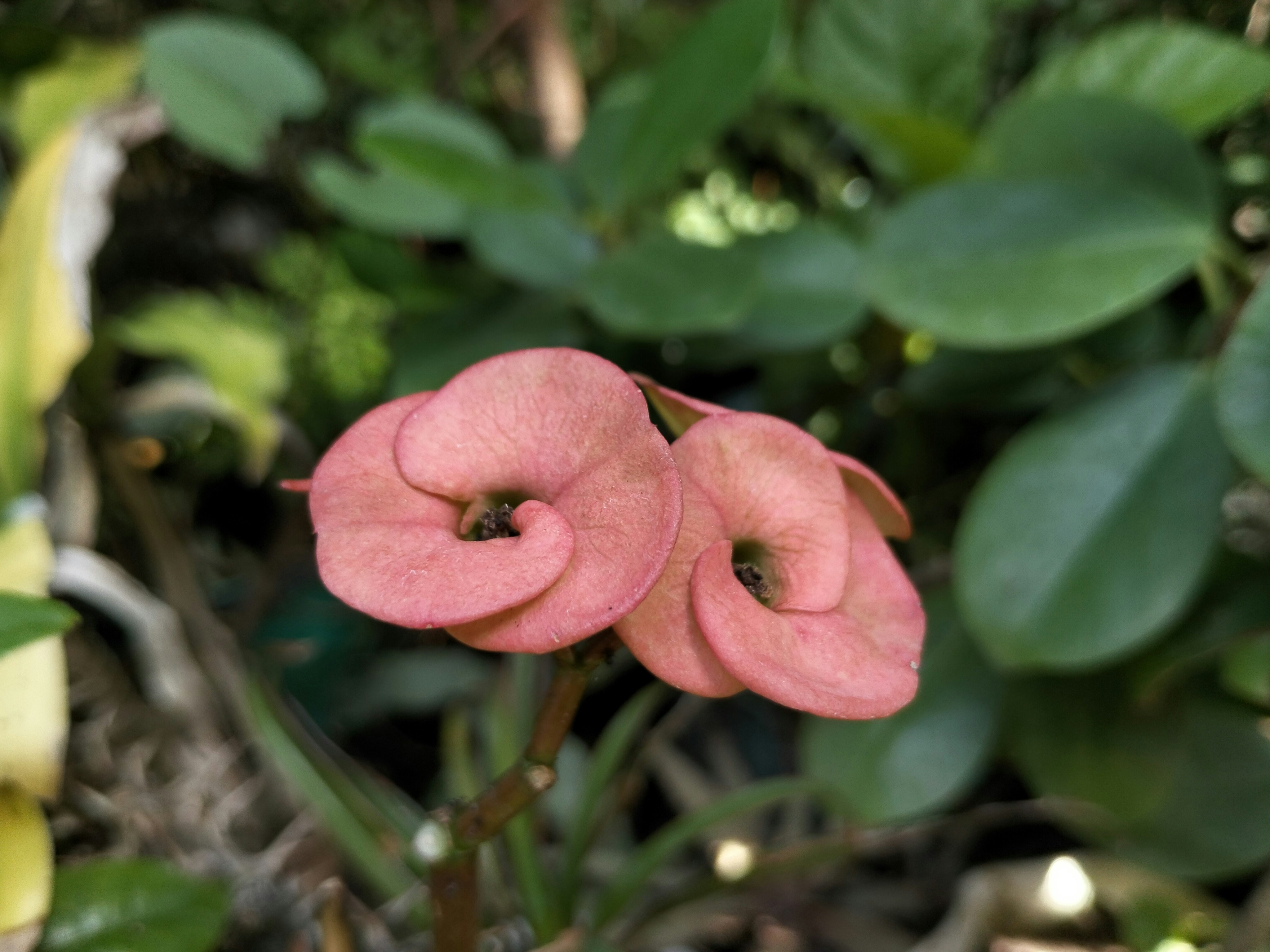 Two pink flowers blooming among green leaves.