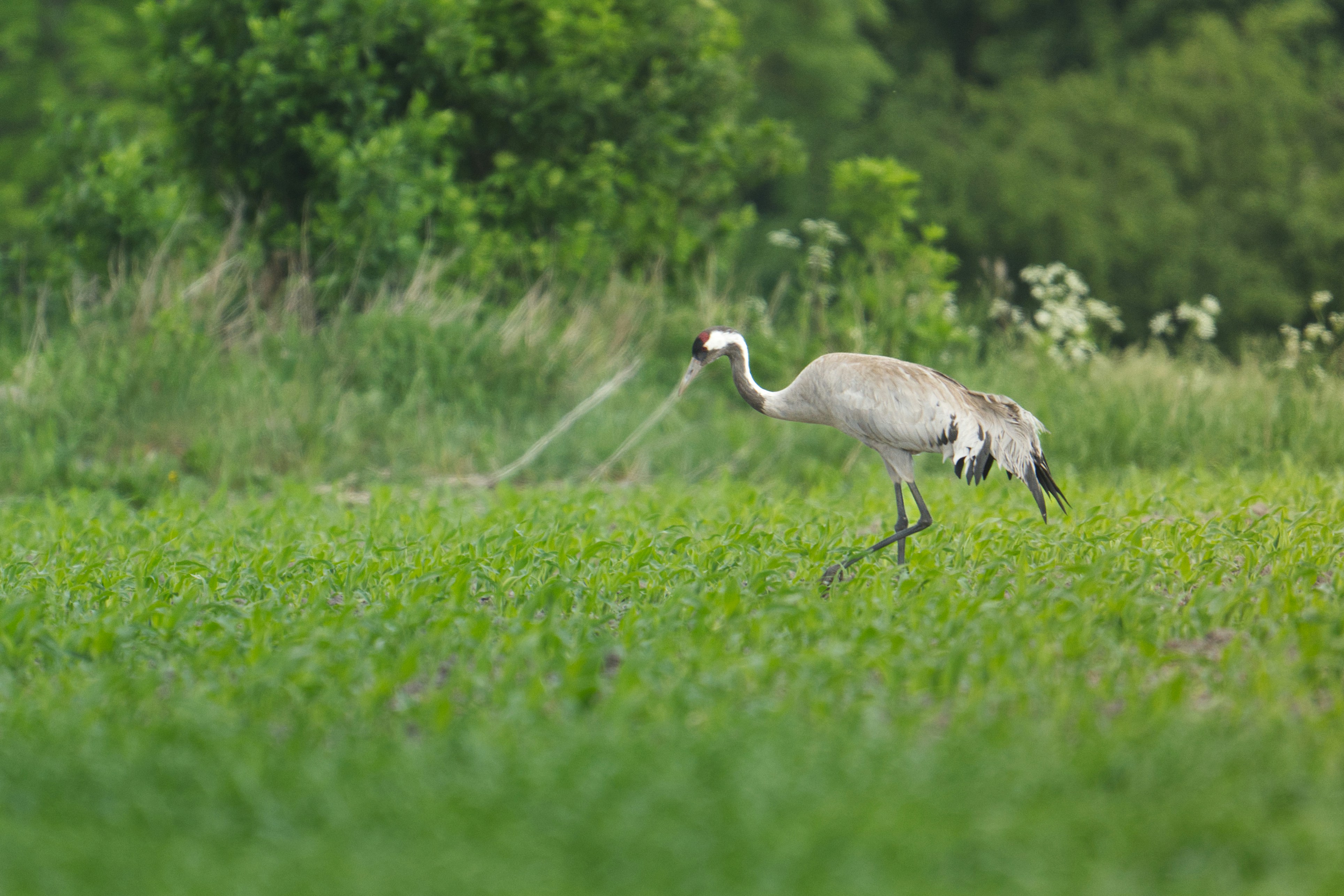 Heron on the Meadow: A solitary crane strides through lush green field