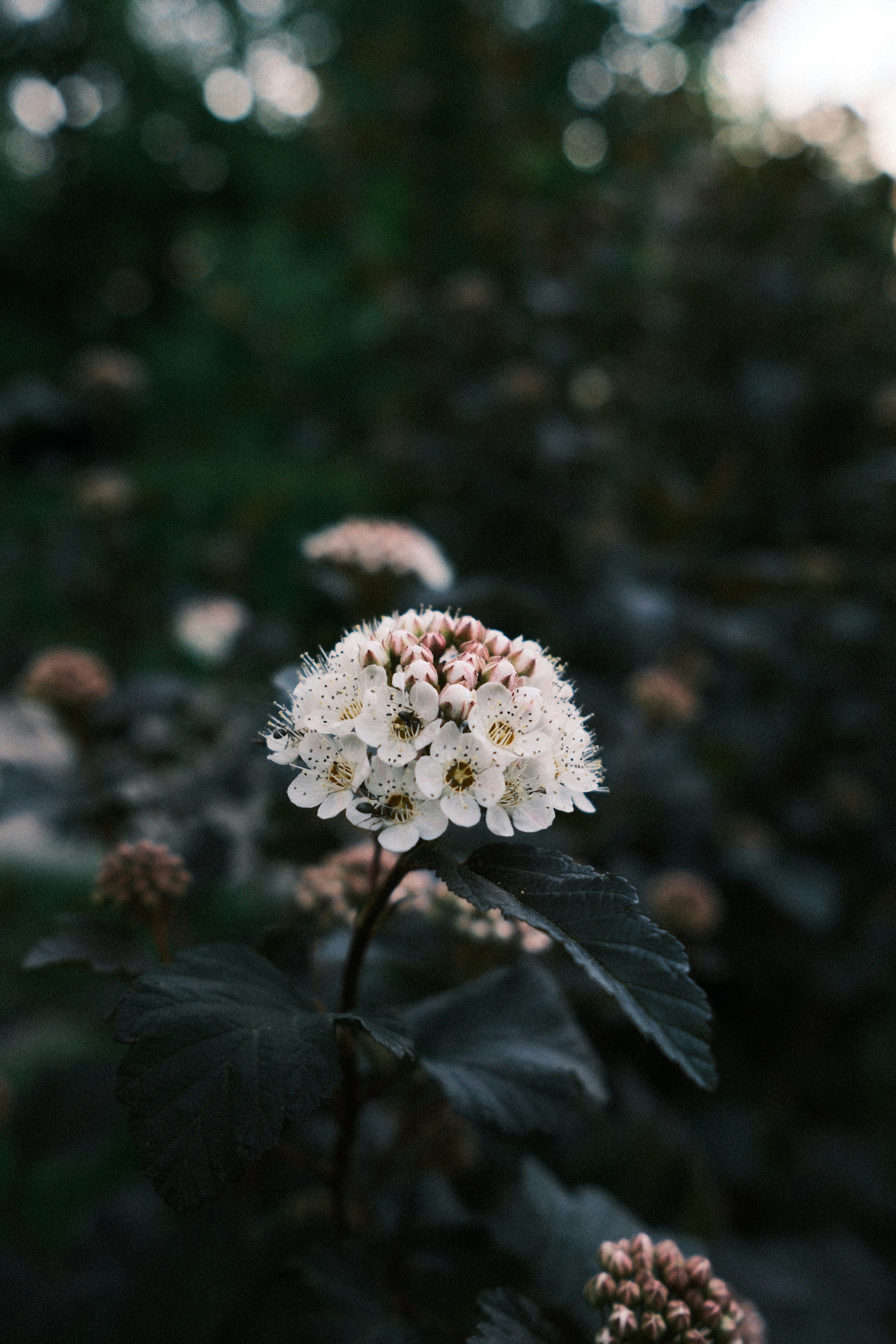 Moonlit floral cluster: a single white bloom in a shadowed garden