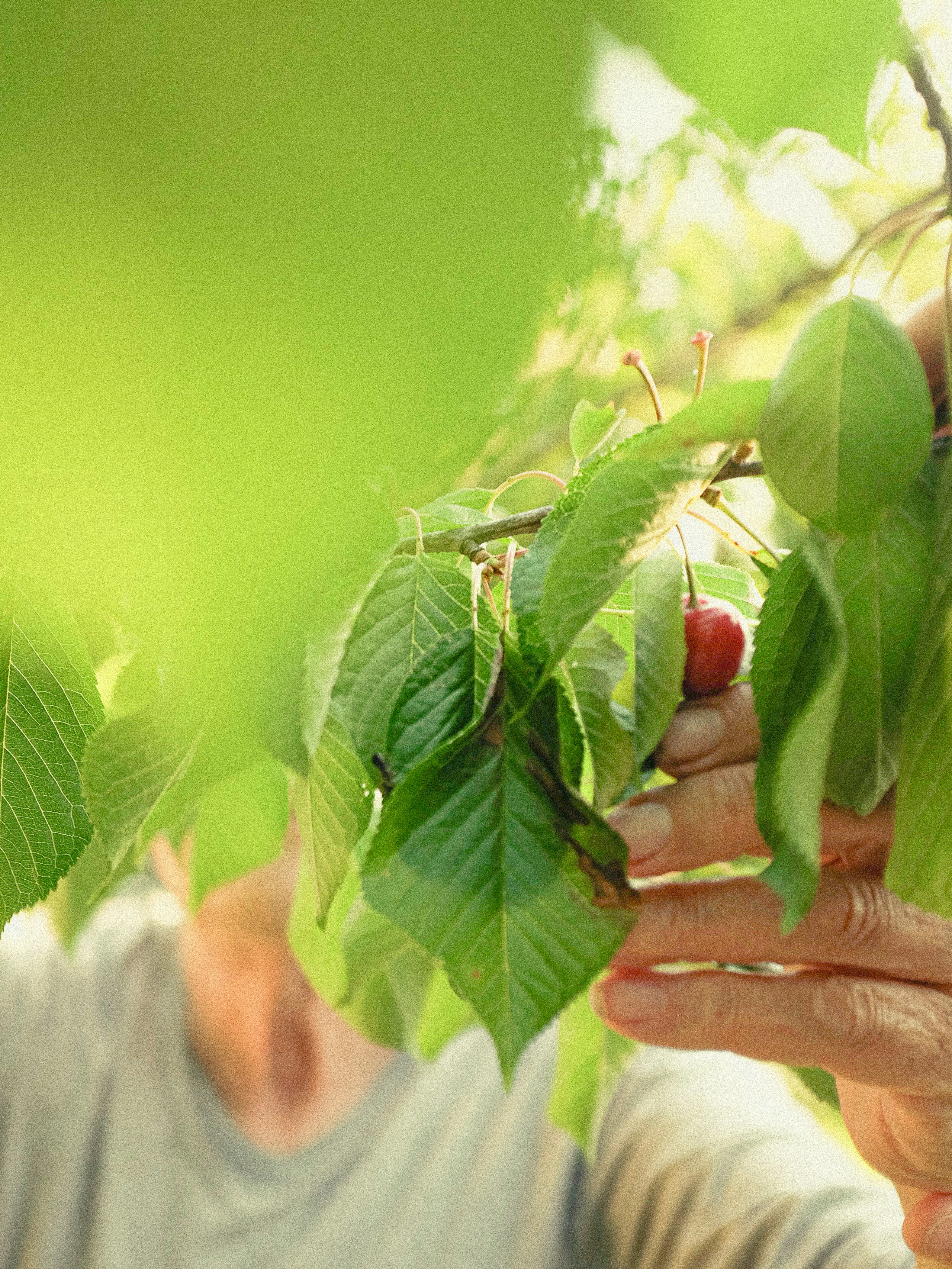 Glimpse of a Handful of Fruit Through Green Foliage