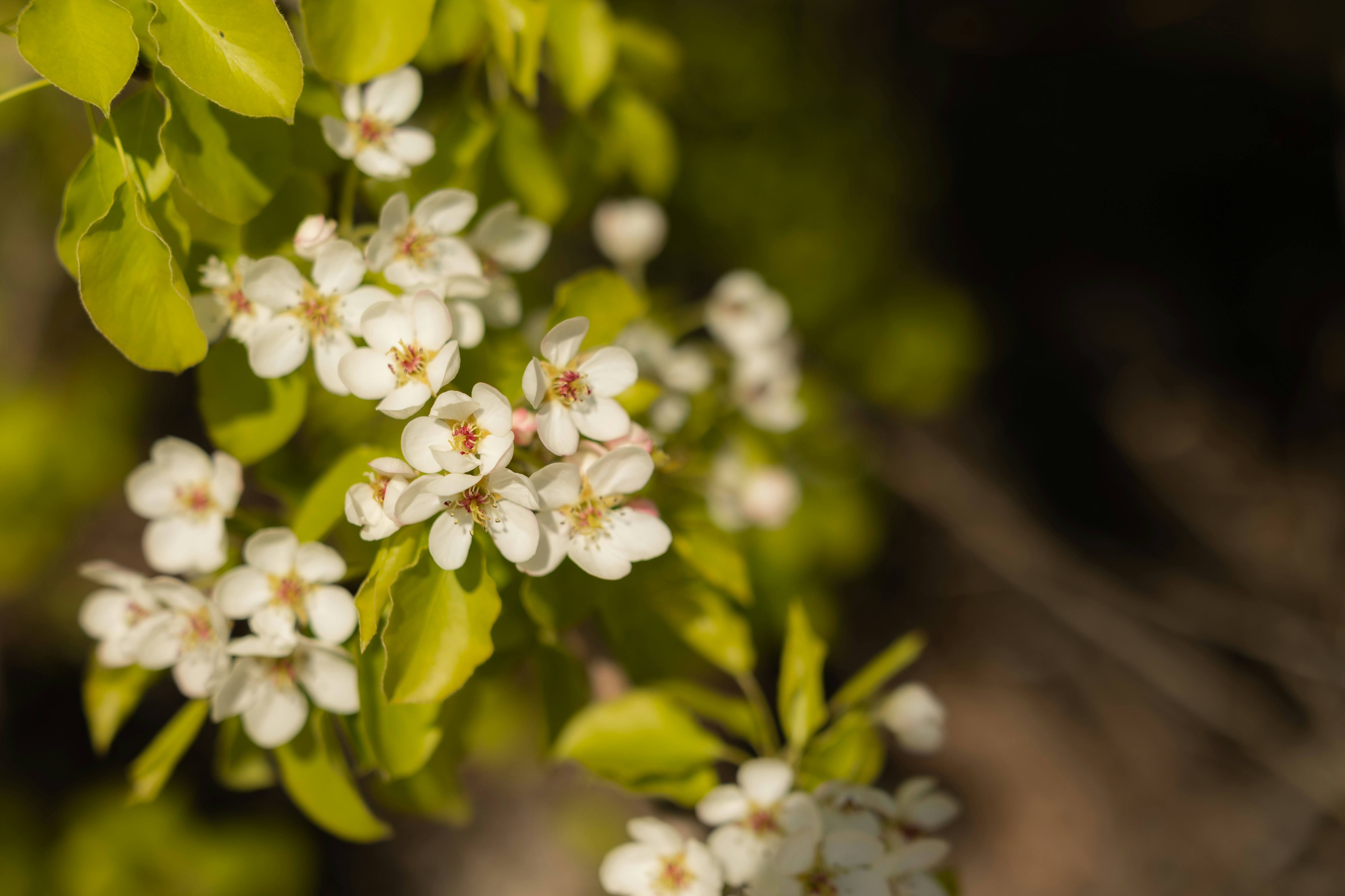 Blooming Clusters in Sunlit Quiet