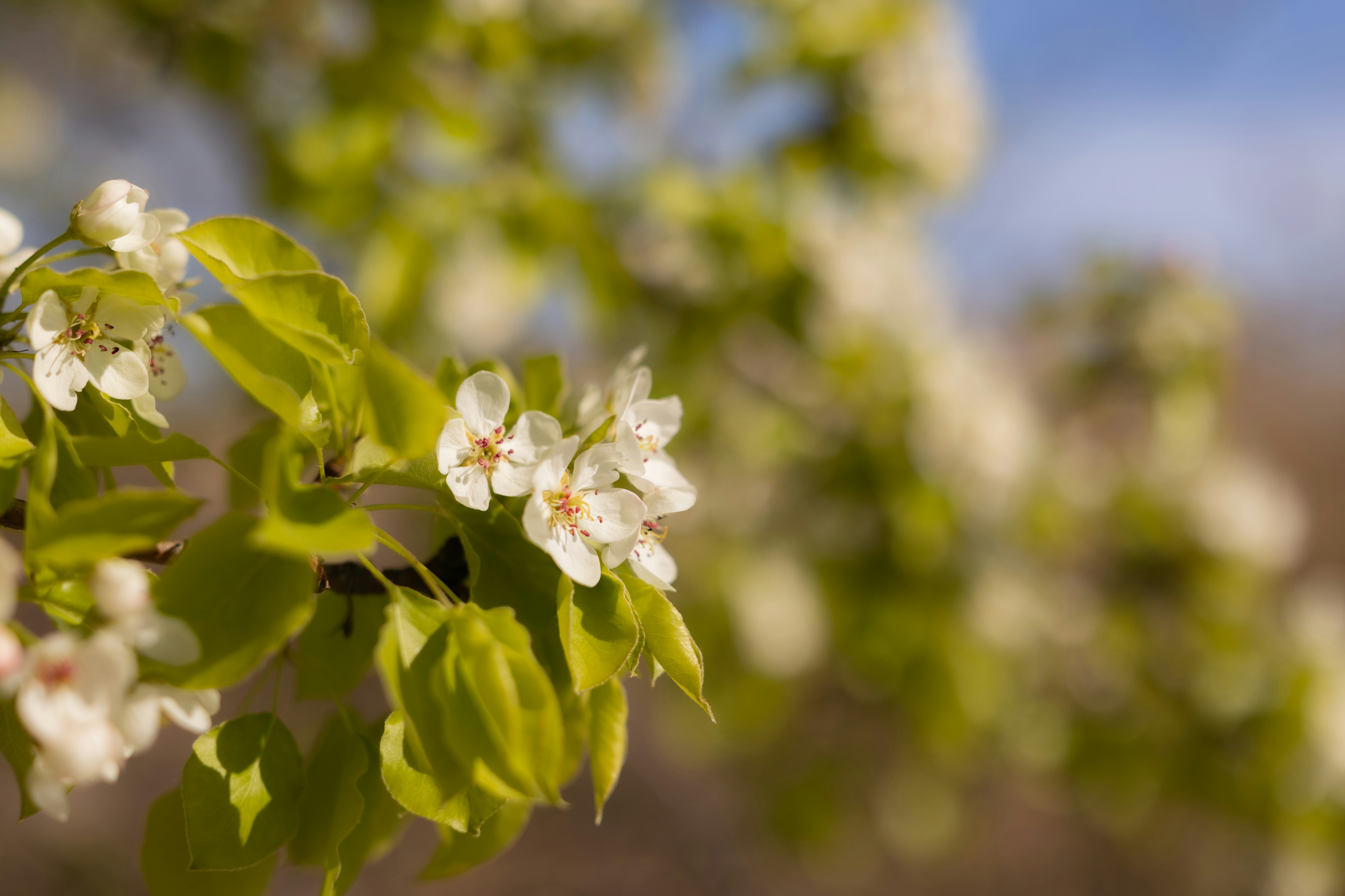 Blooming Branch in Soft Focus