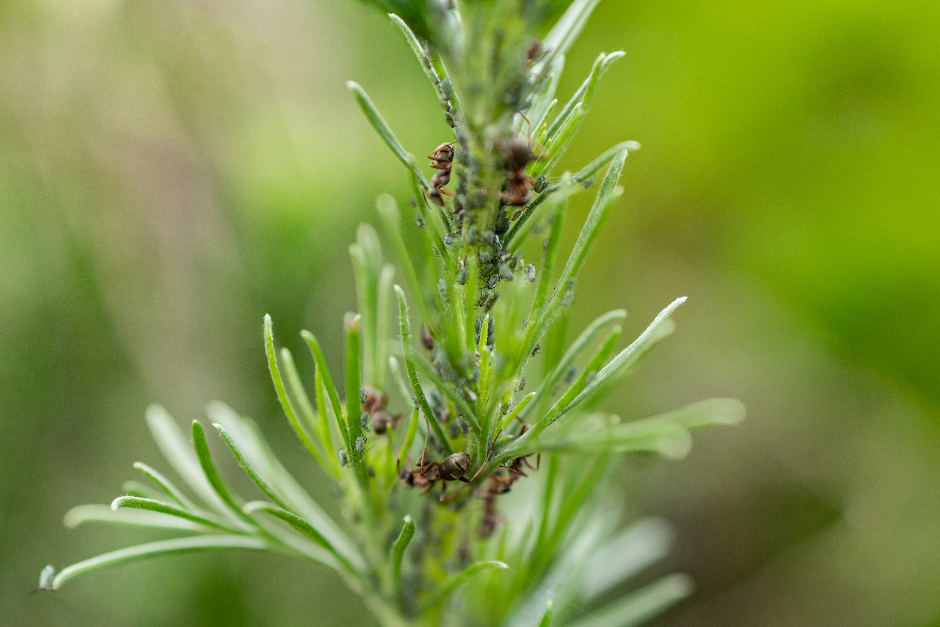 Close-up of Aromatic Sprig—Fine Details in Soft Focus