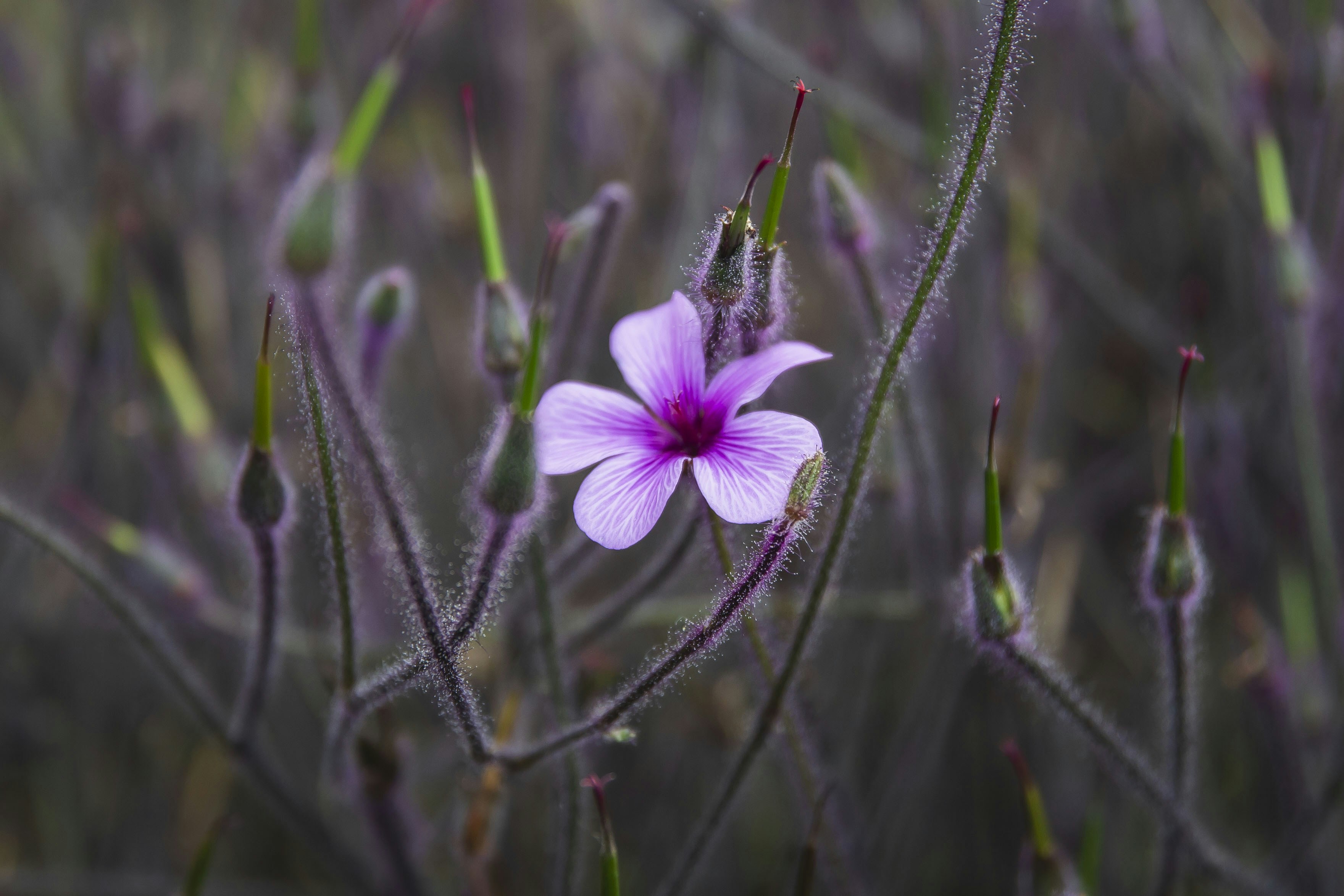 Central Bloom in a Velvet Thicket