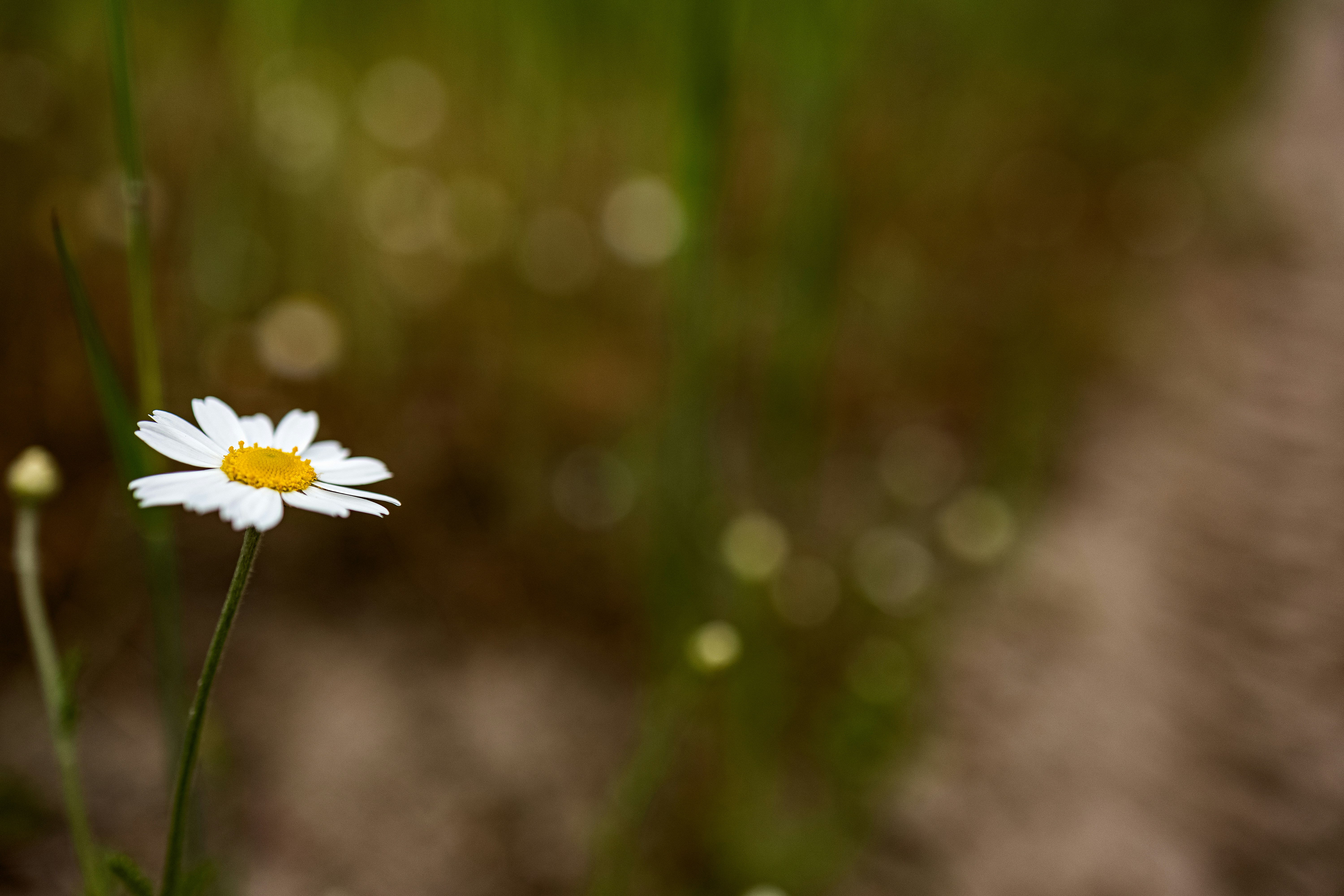 Single Daisy in a Quiet Meadow Glow