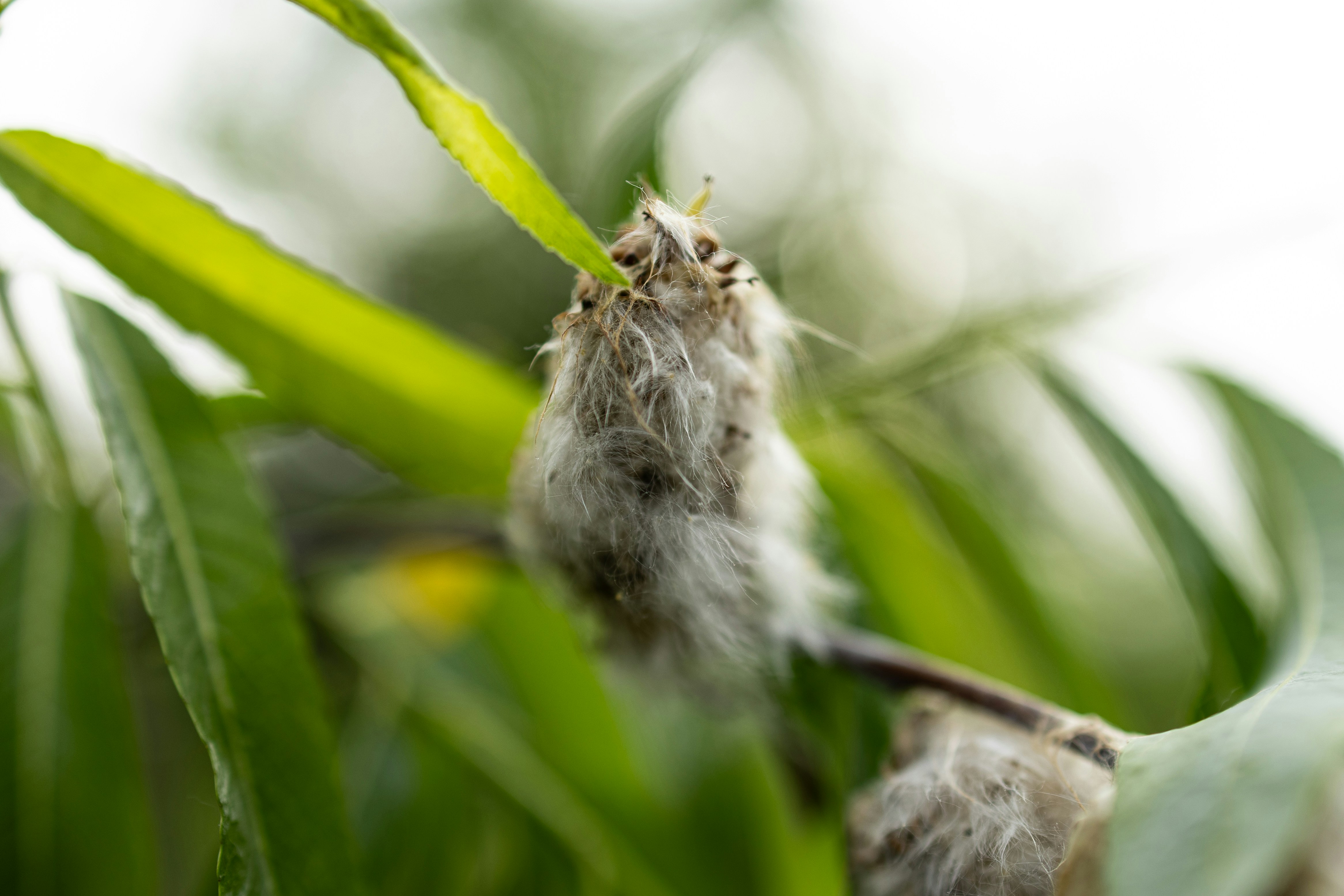 Hanging Seed Pod in Focus Amid Soft Foliage