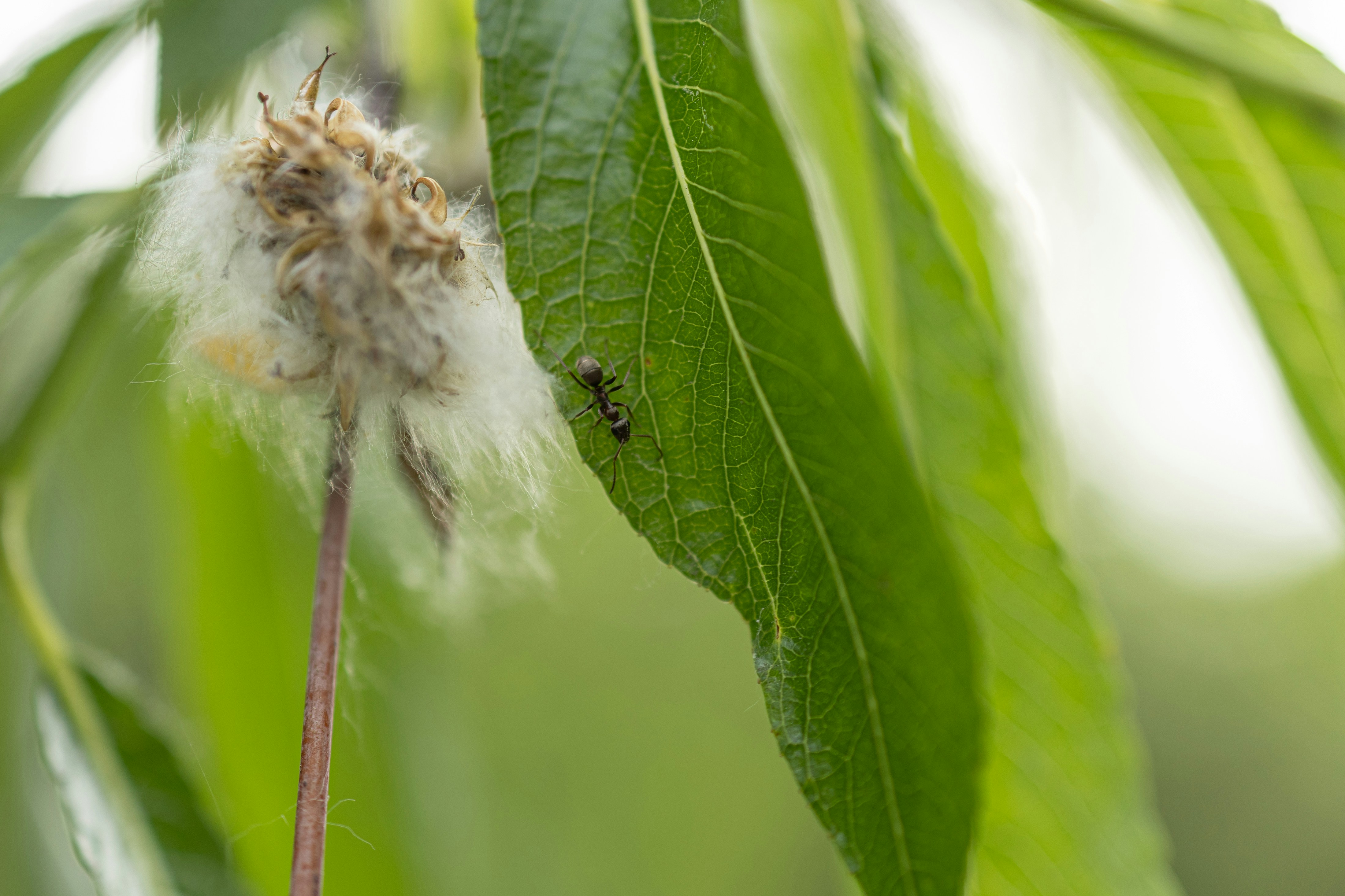 Quiet Seed Head on a Spring Leaf