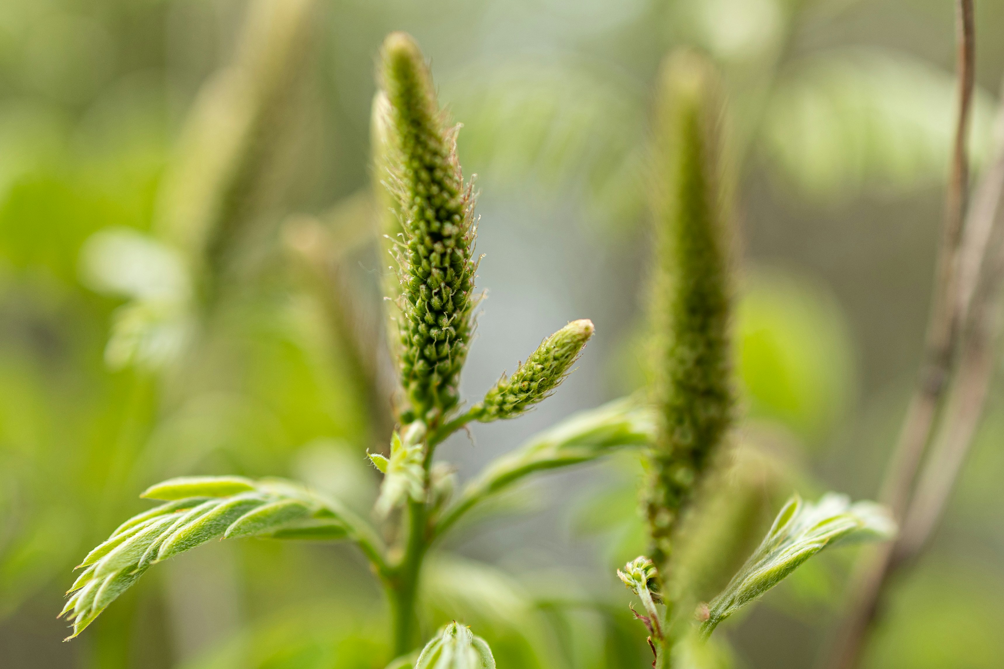 Close-up of budding catkins in a sunlit garden