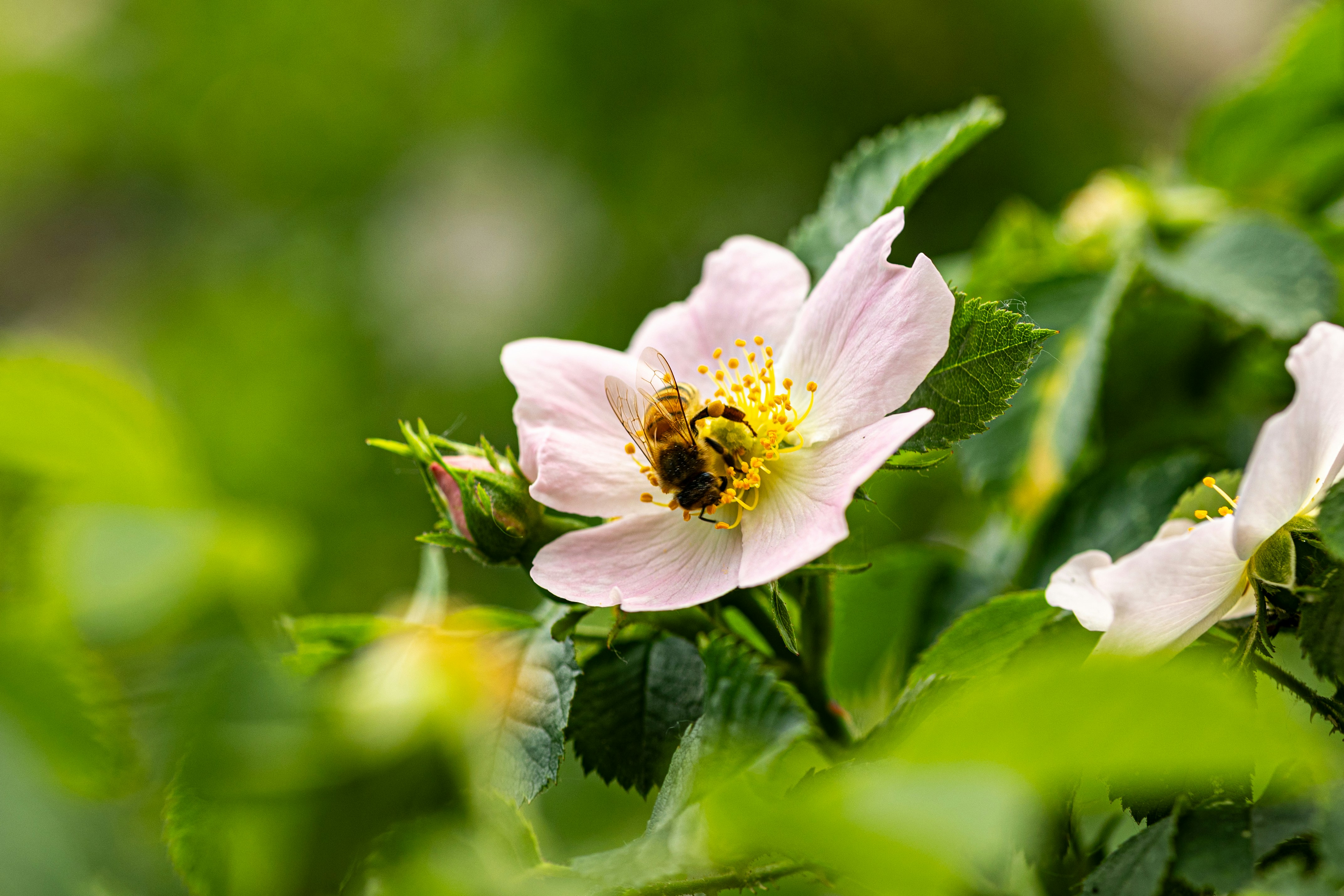 Bee in Pink-Capped Bloom: A Moment Amid Green Veils