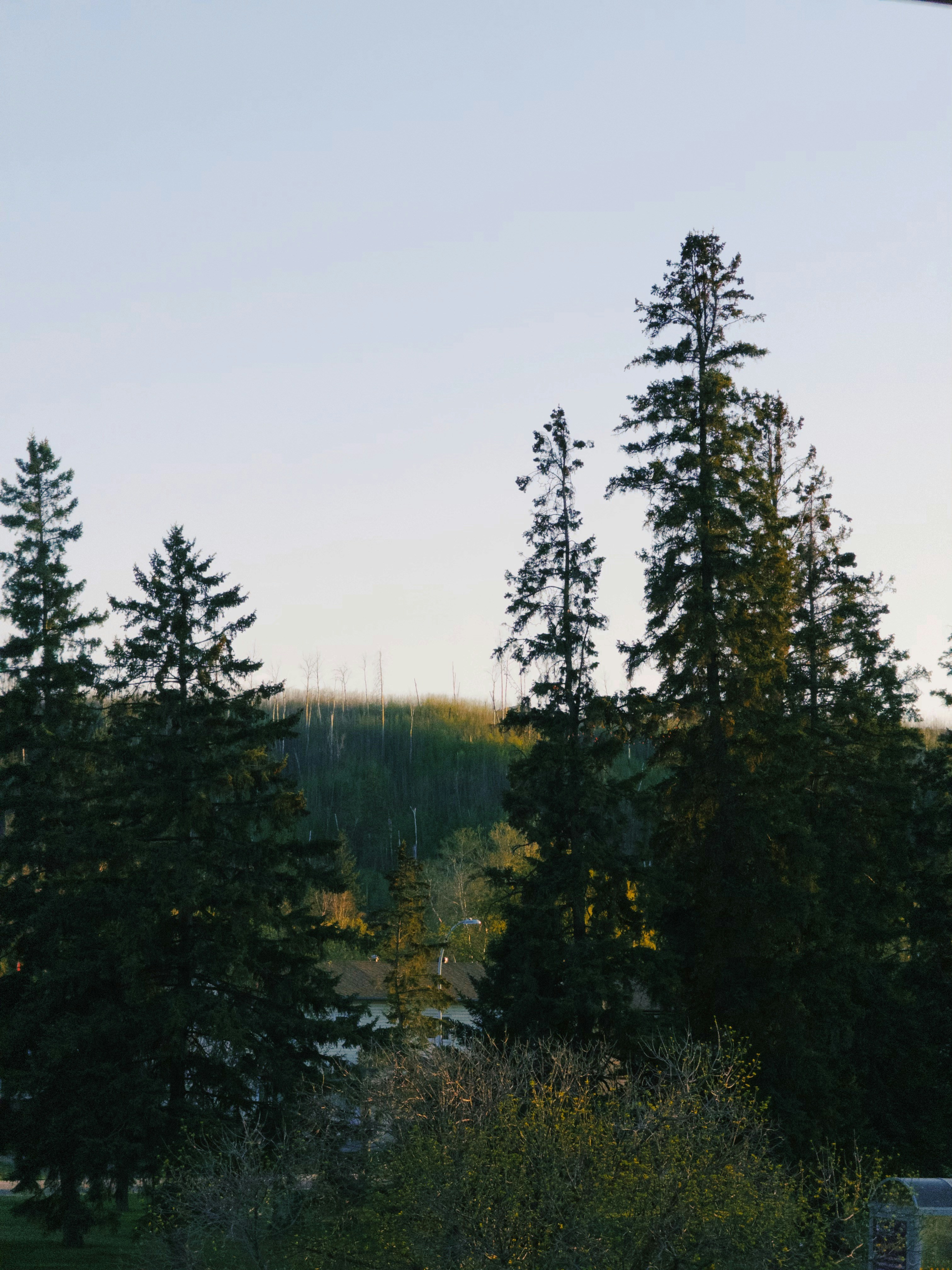 Dawn Over The Conifer Terrace