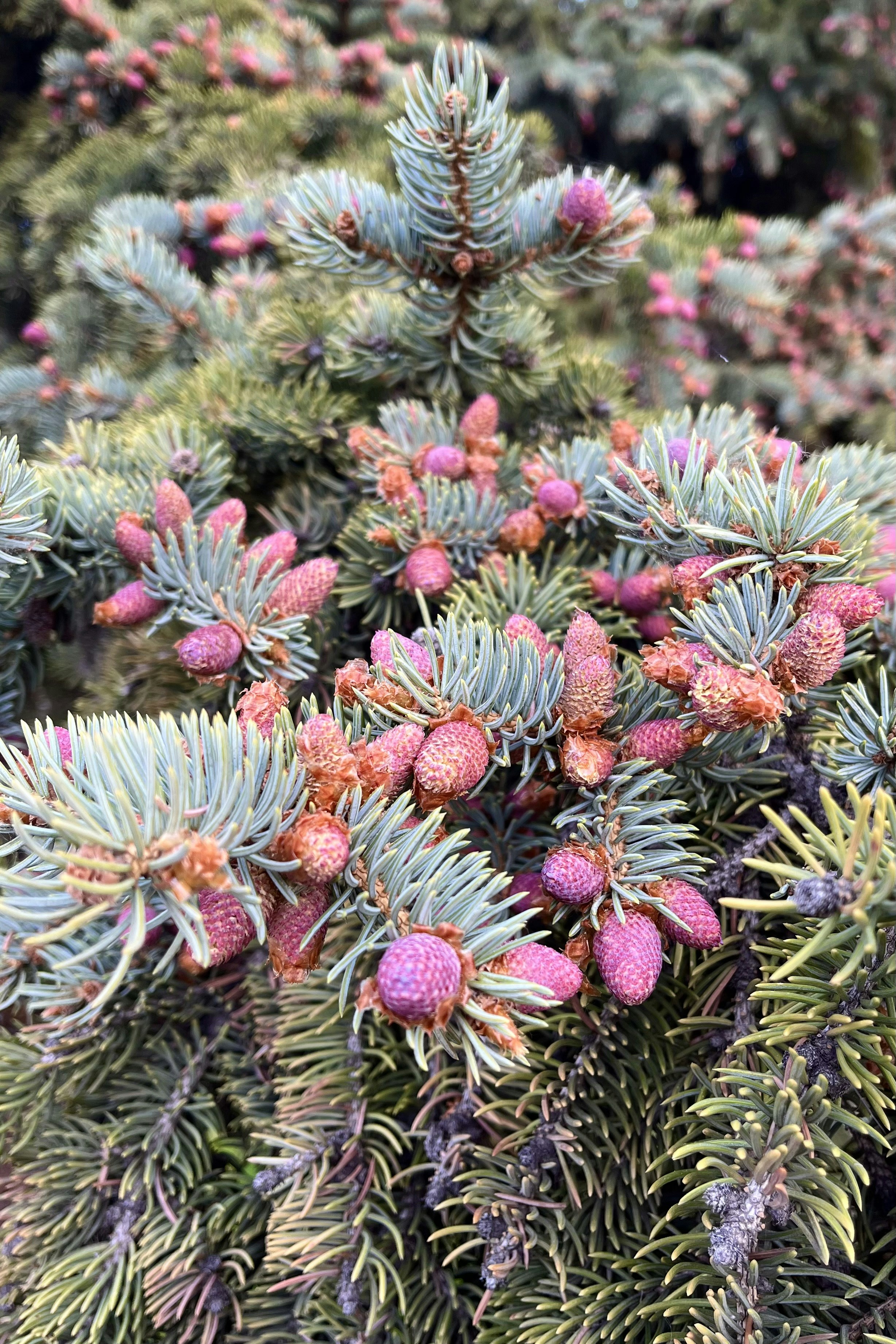 Close-up of bluish pine needles and pinkish cone-like berries clustered along branches; a dense, textured evergreen shrub in a garden setting.