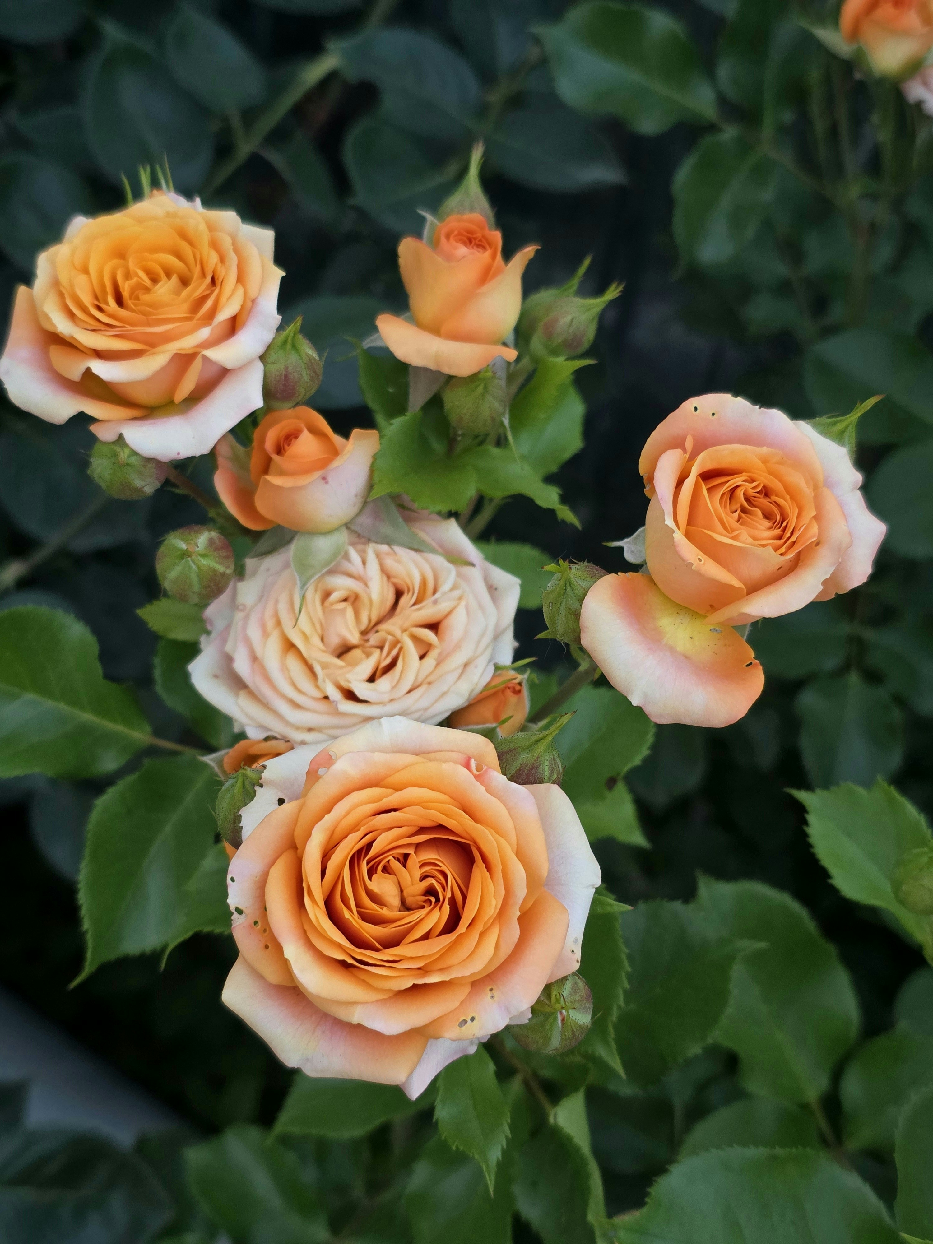 Orange Rose Cascade in Soft Garden Light