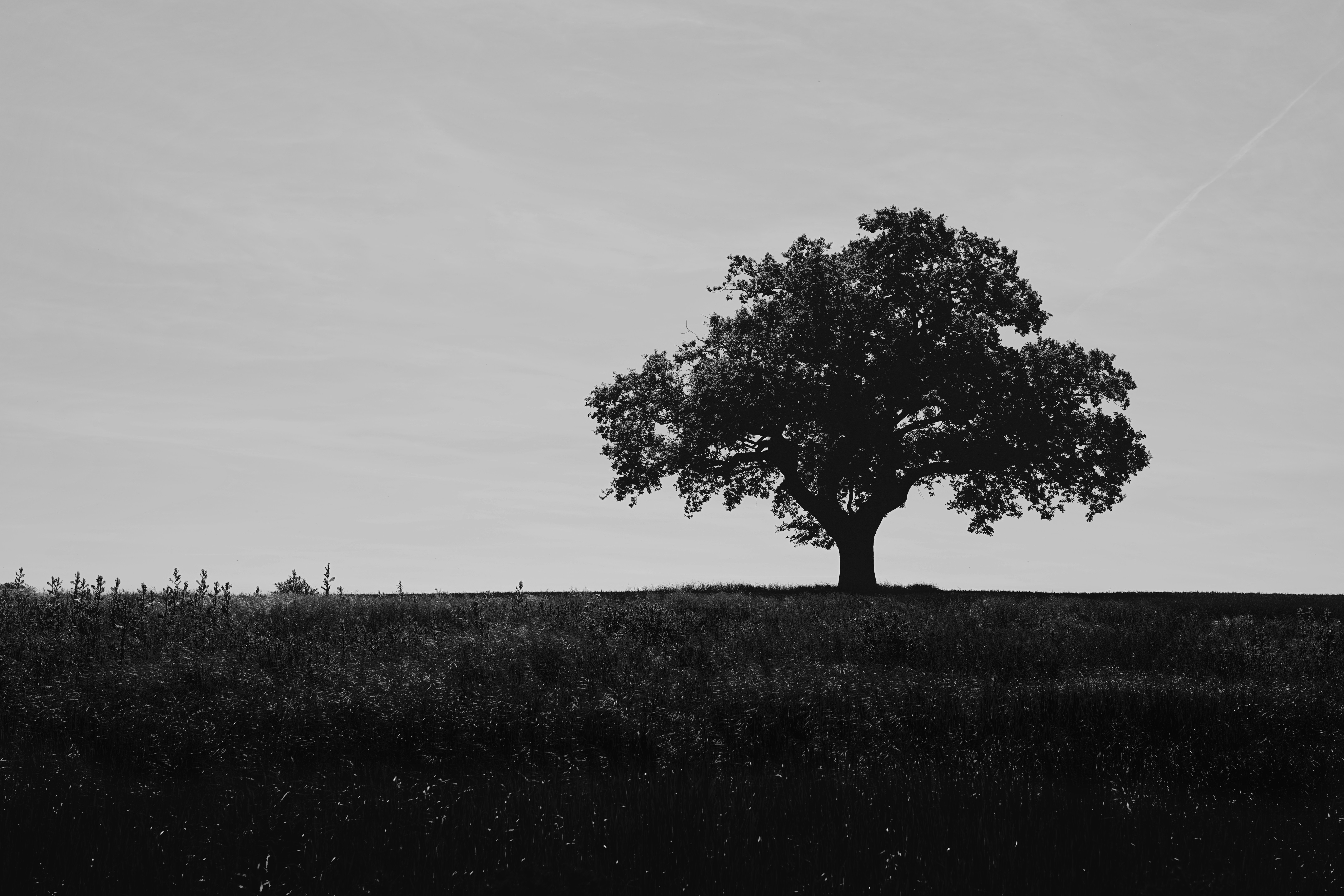Lonely Arboreal Sentinel on the Horizon