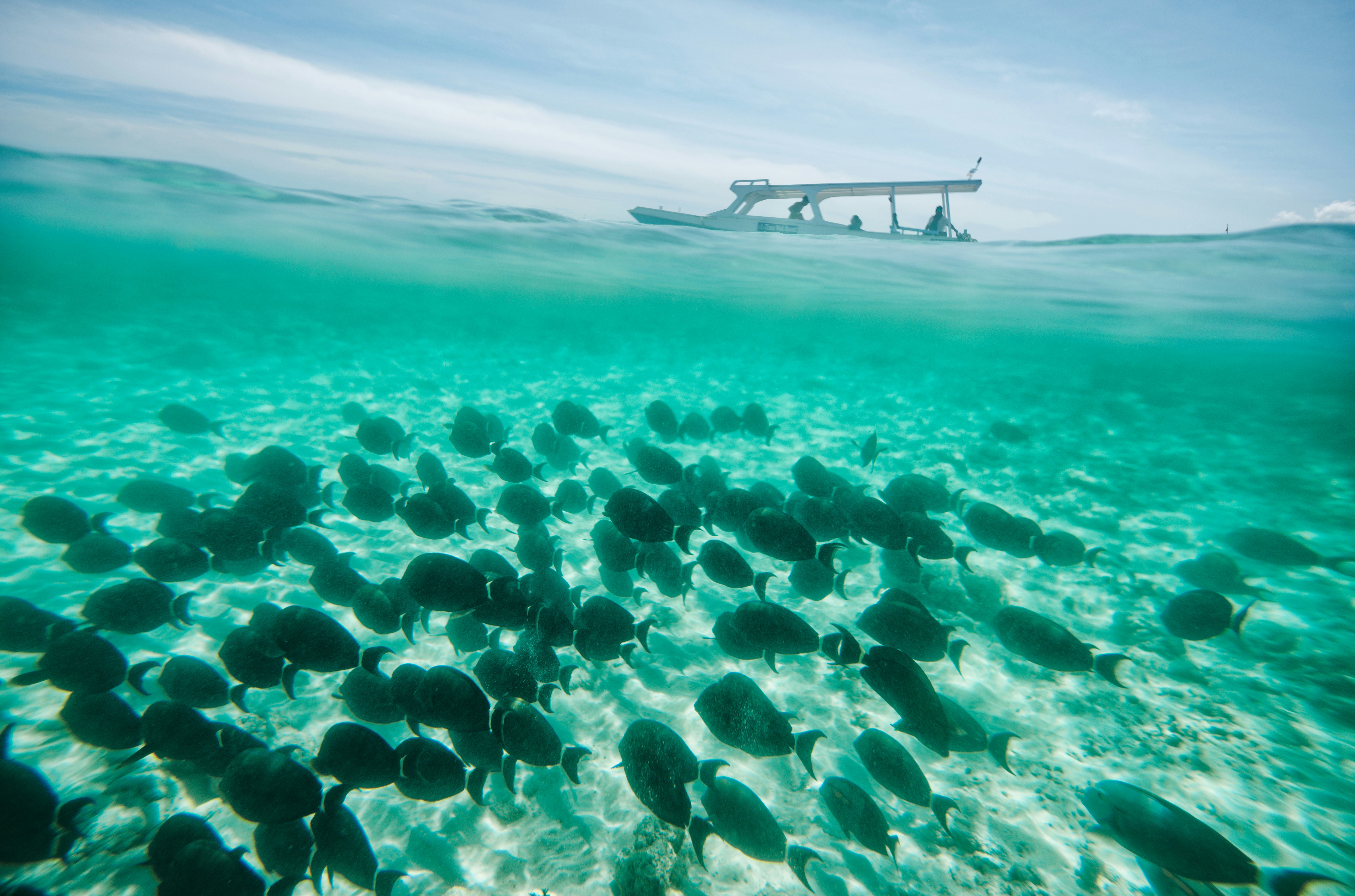 Underwater Shallow Ballet: A Swarm of Flatheads Beneath a Distant Boat
