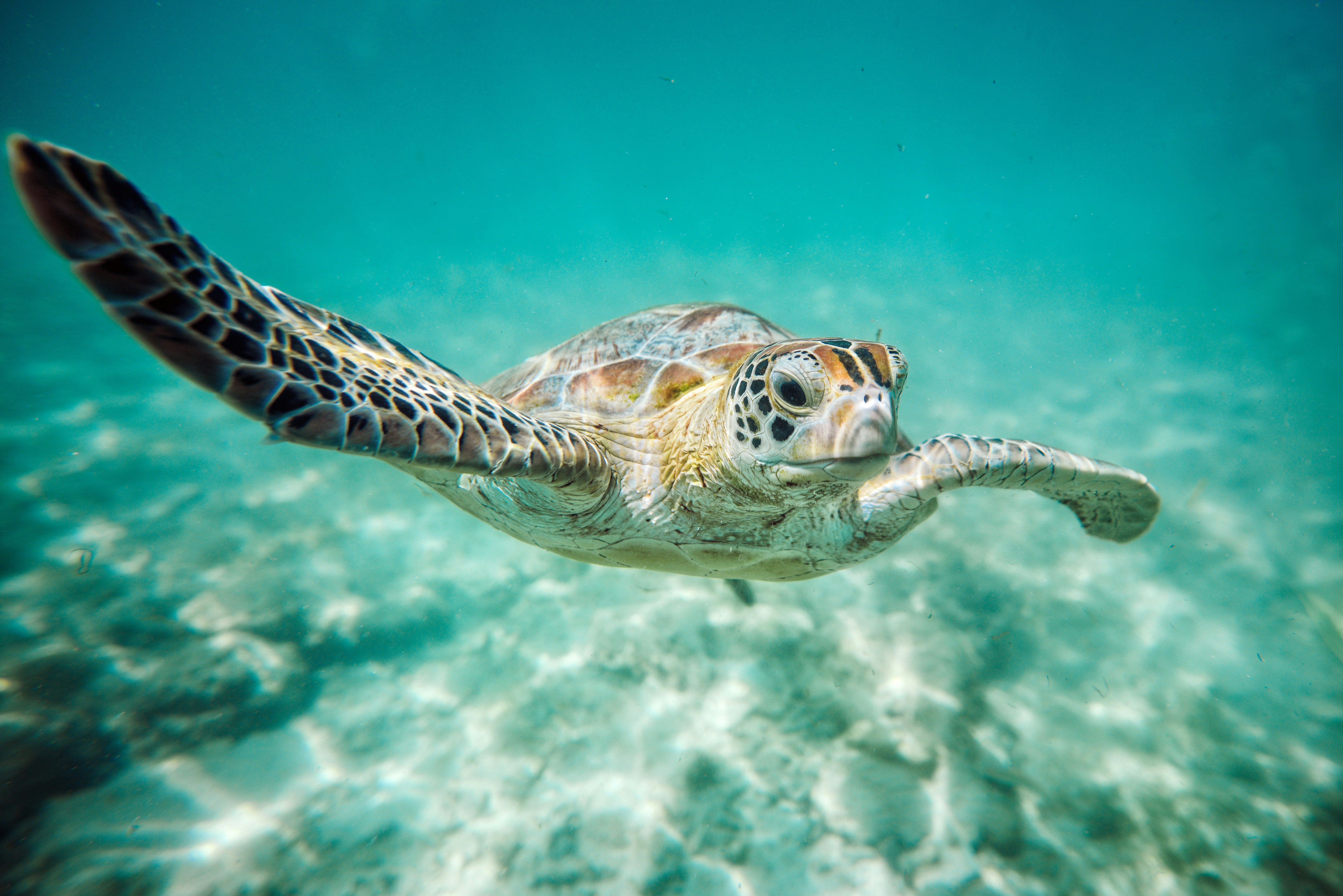 Underwater Glide: a Oceanic Turtle in Clear Warm Currents