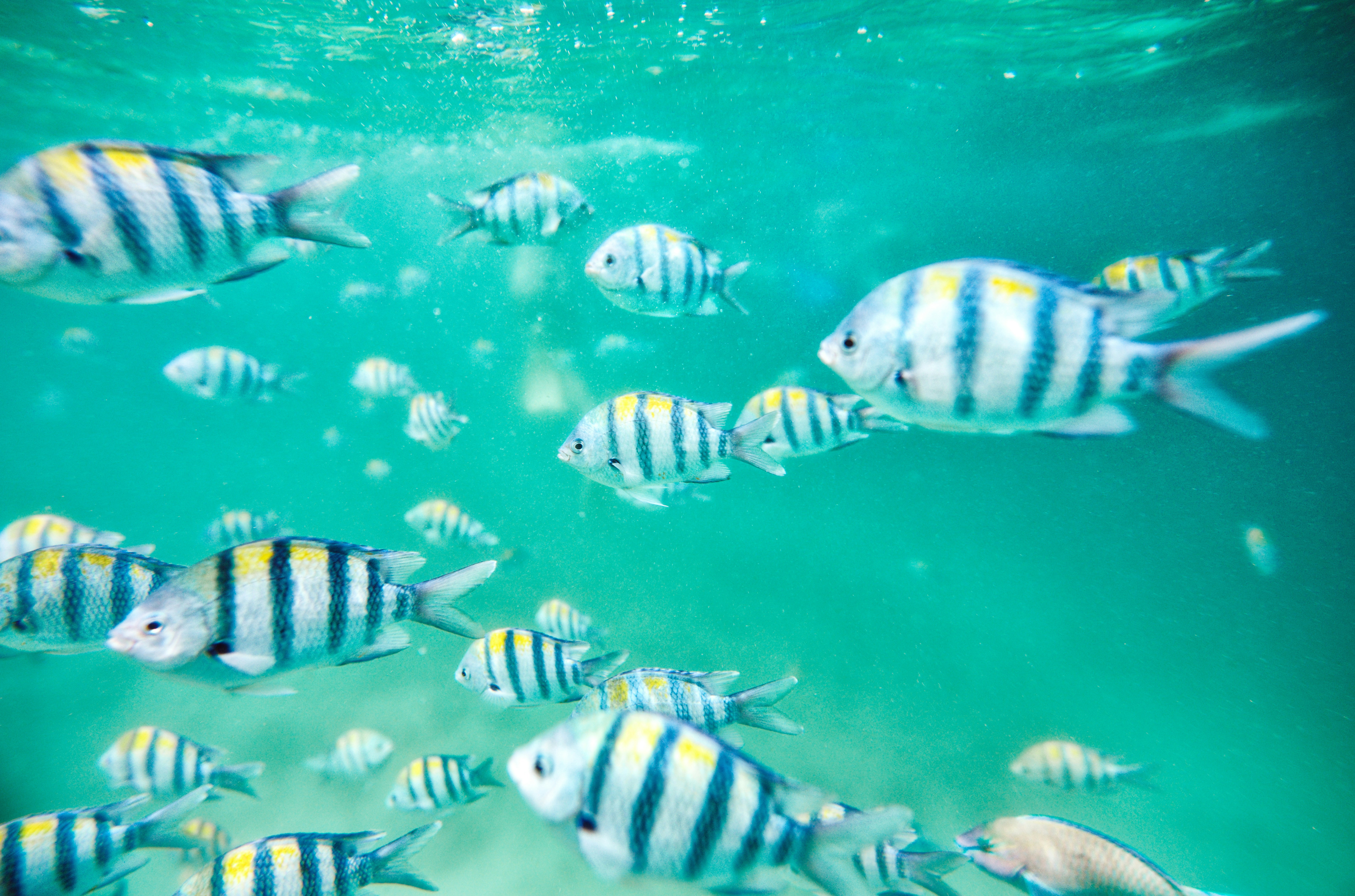 School of Harlequin Stripes: Underwater Parade in Teal Light