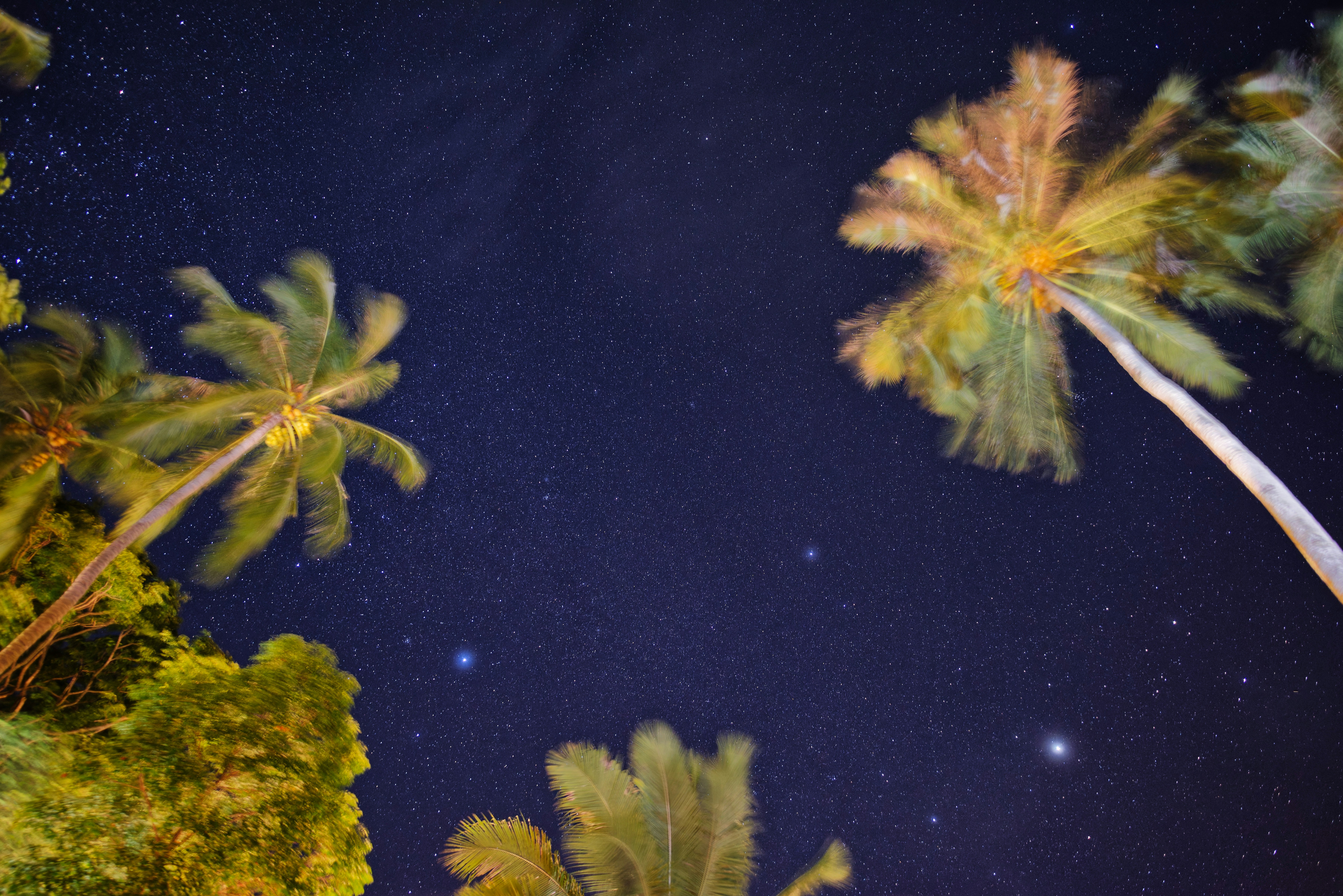 Palm-Lined Night Sky: A Quiet Confluence of Stars