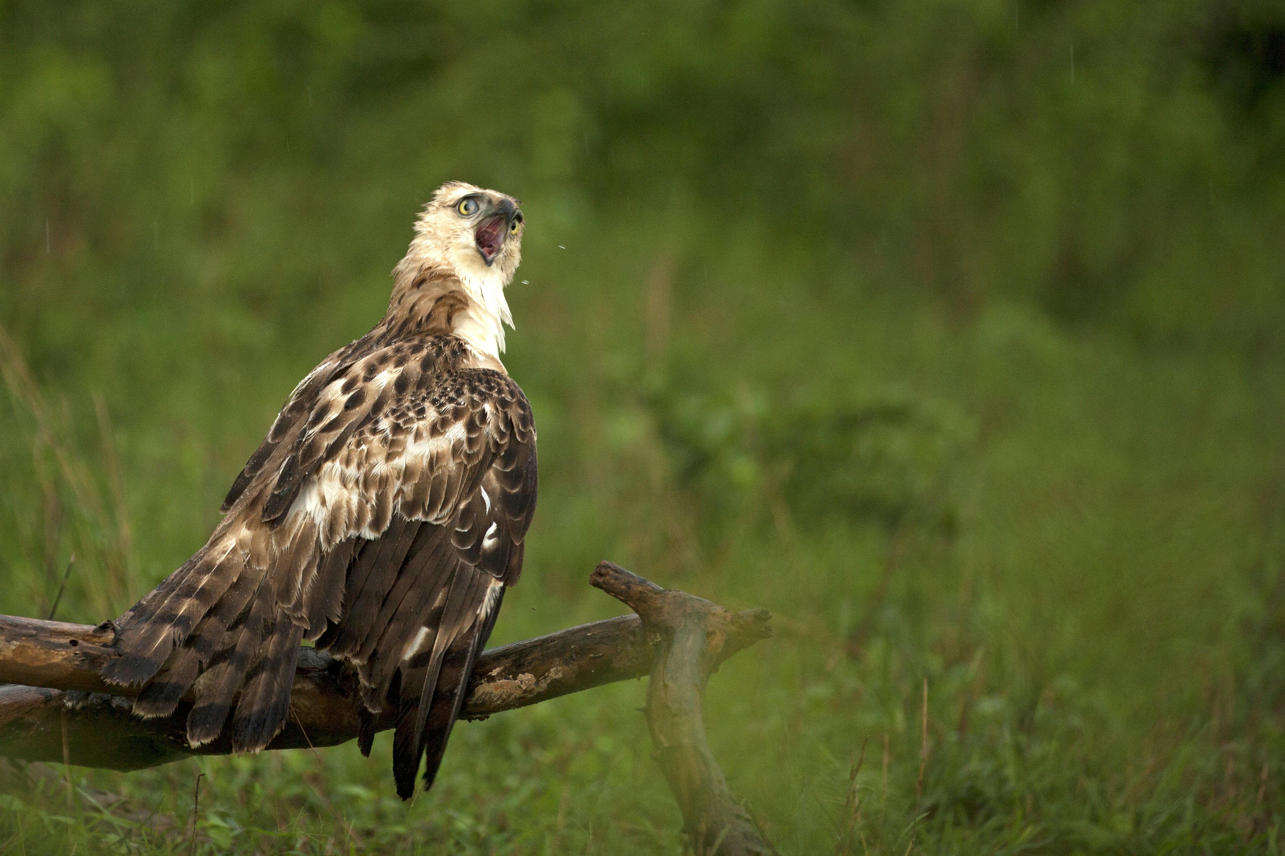 Raptor on a Weathered Branch: A Quiet Sentry in the Meadow