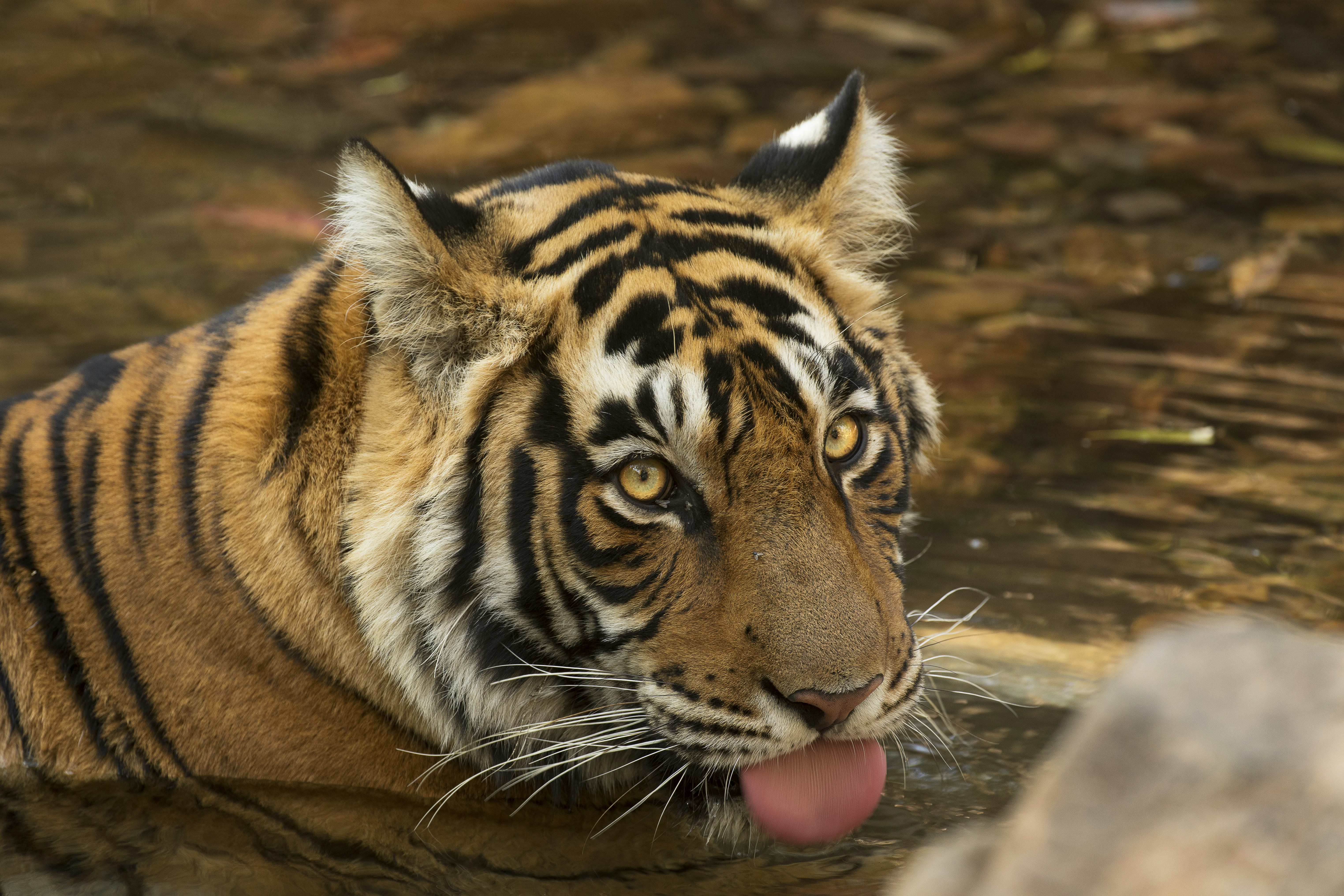Tiger in Focus: A Close-Up of Intent and Tongue Amid Rippling Water
