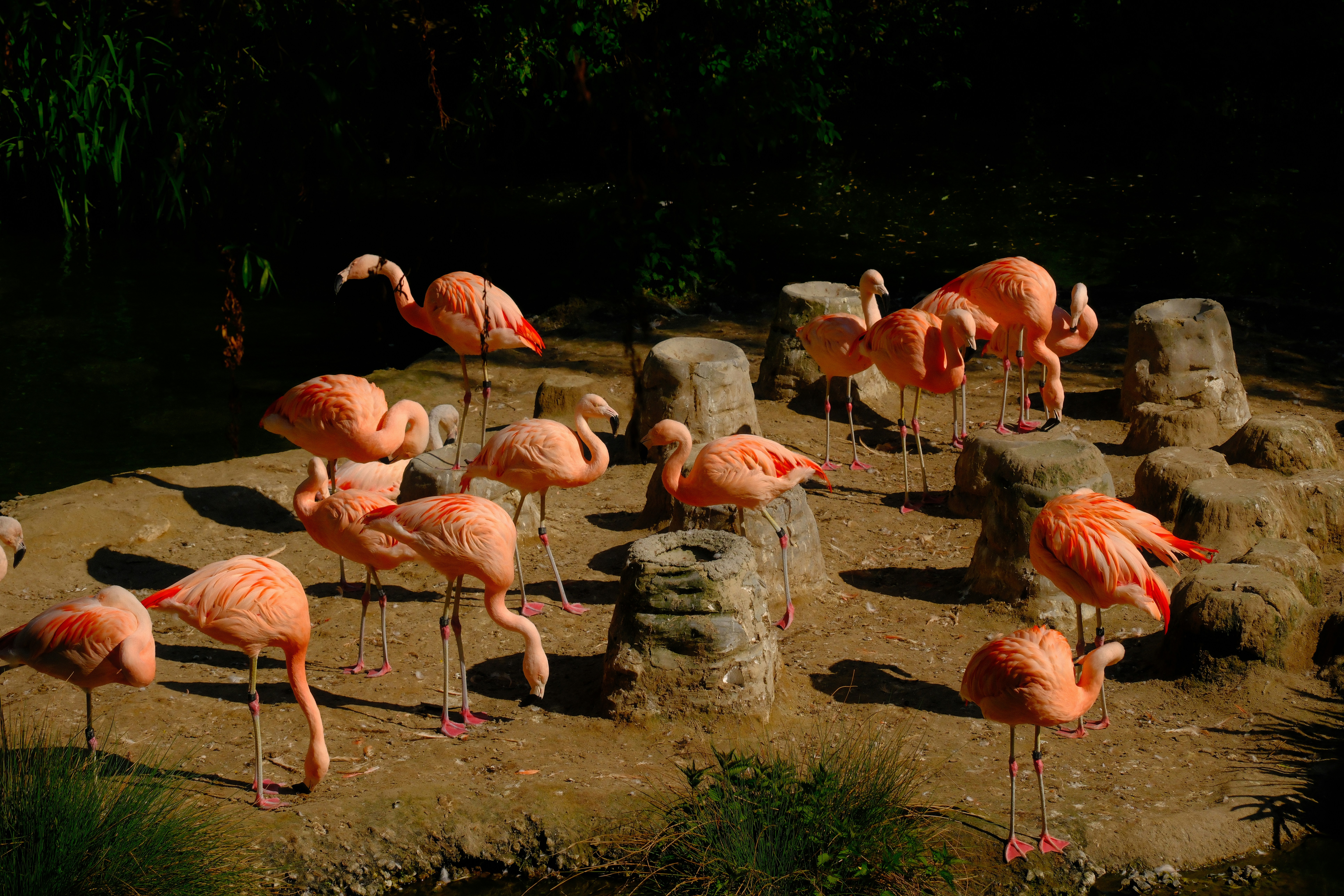 Flamingo Parade on Sunlit Embankment