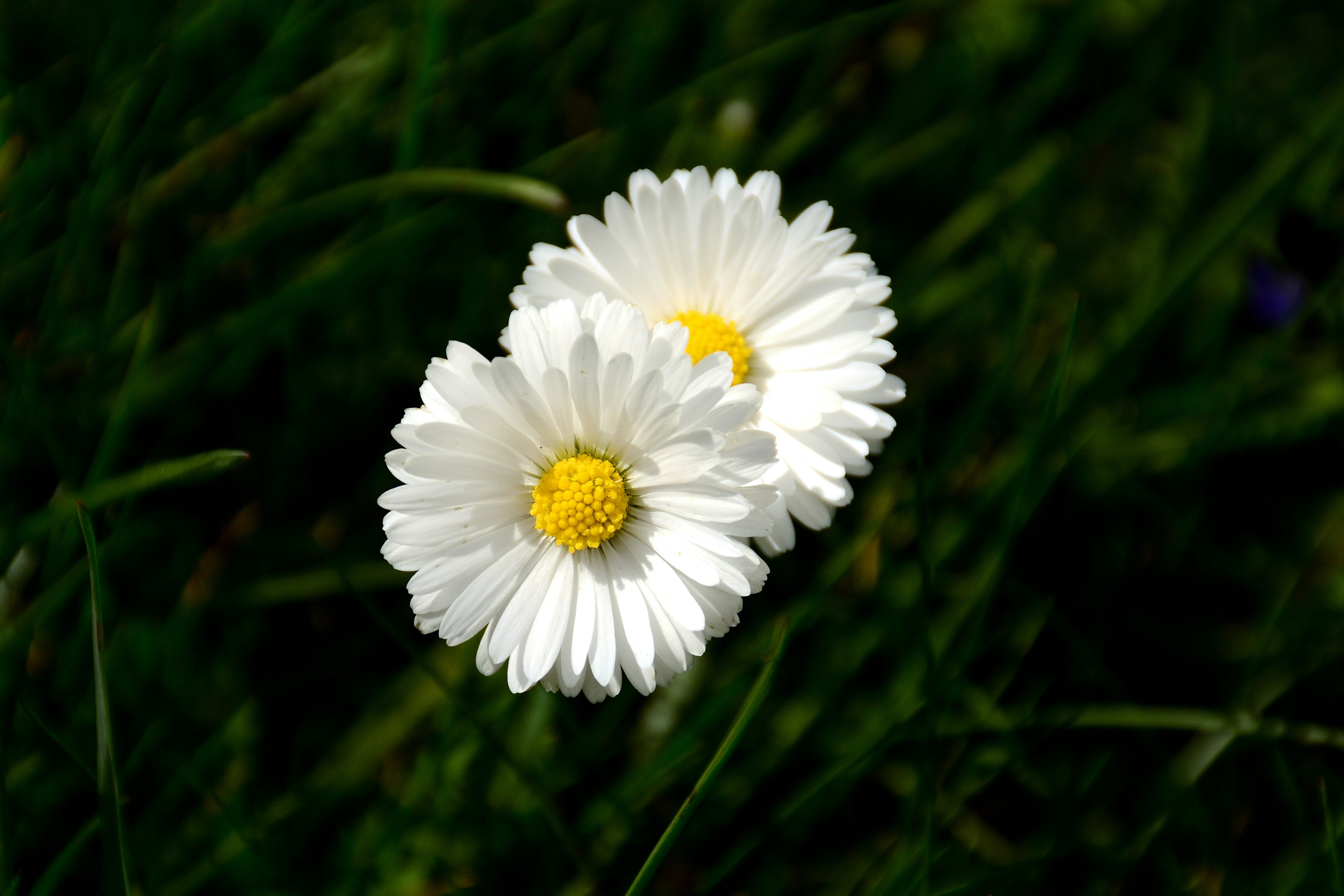 Two white daisies with a bright yellow center tilt toward the grass