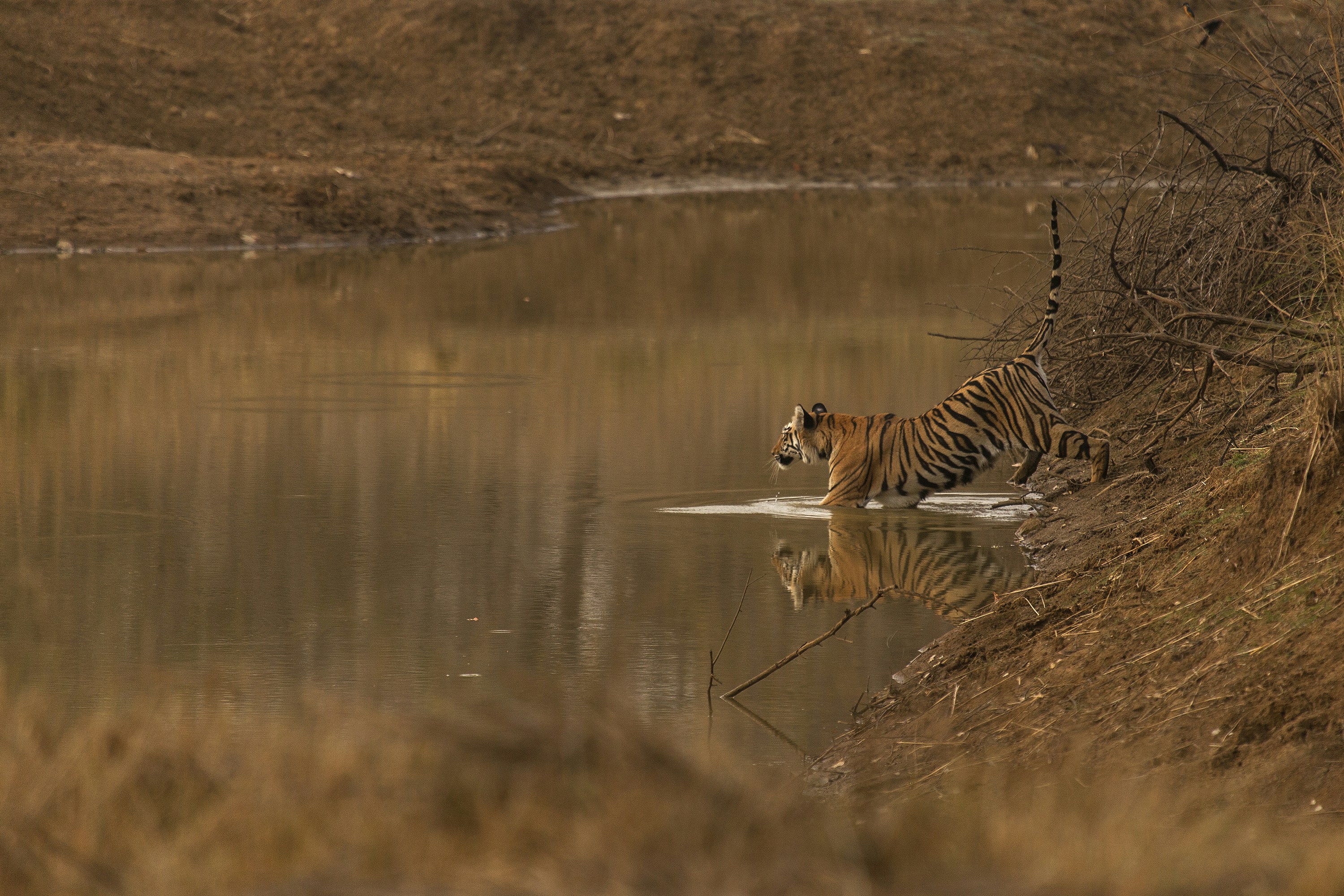 Tiger at the Water's Edge: Quiet Stride by Autumnbank