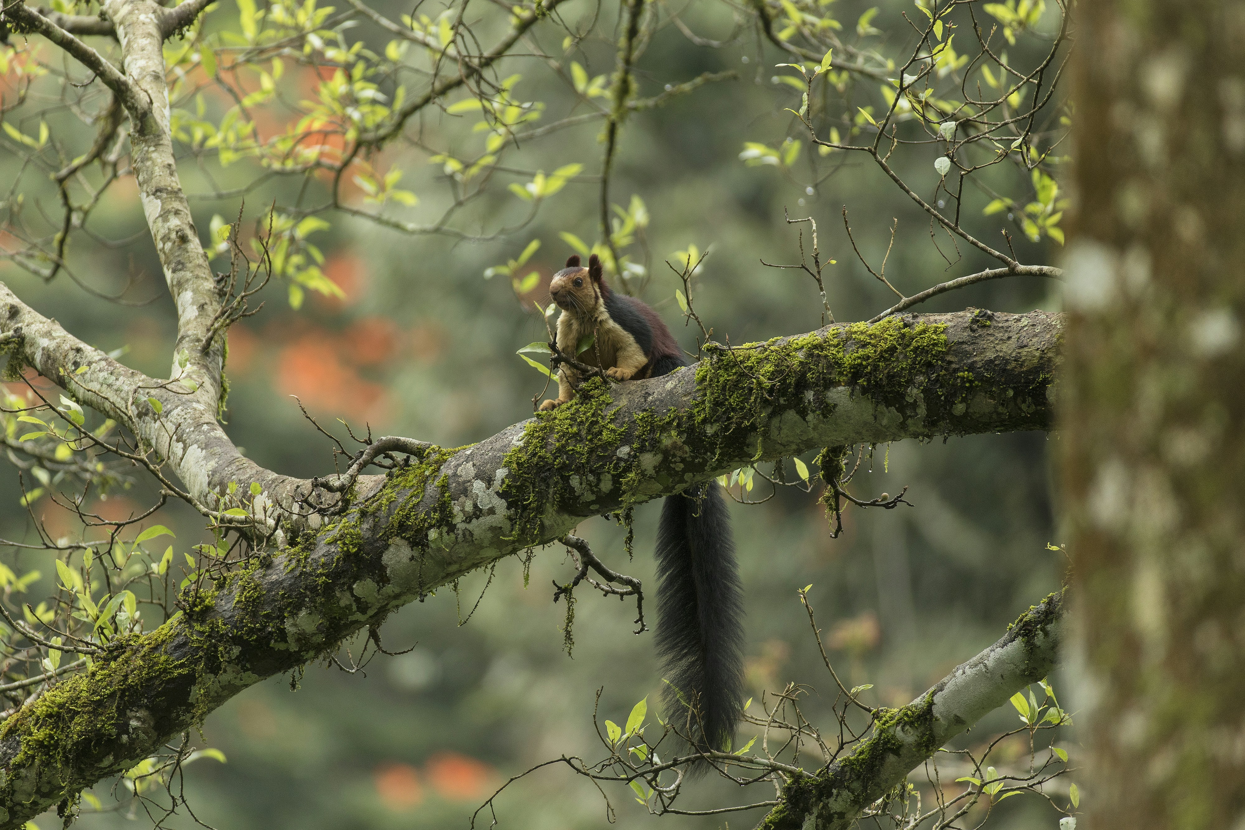 Whiskered Acrobat on Mossy Bough