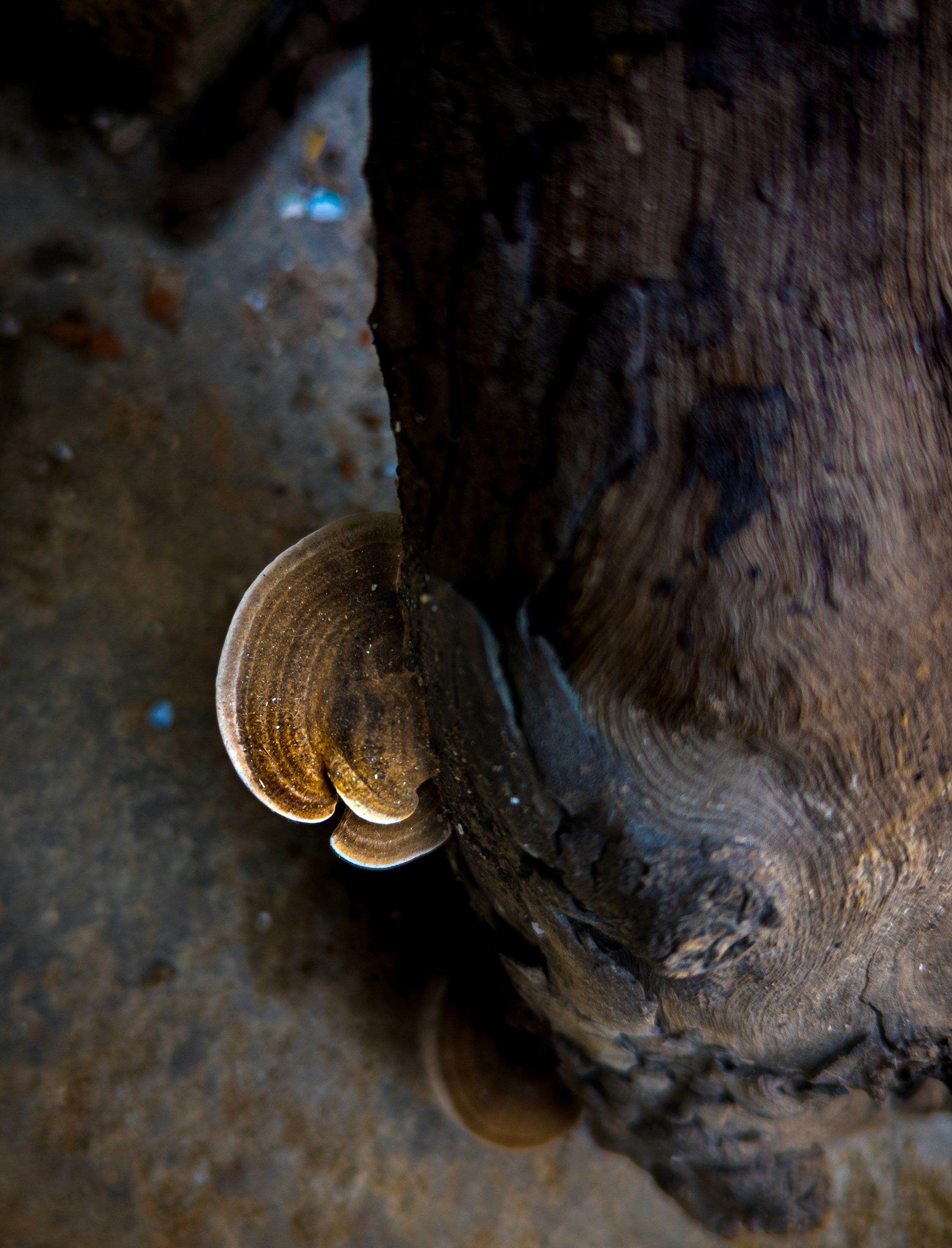 Golden Shelves at the Base: Fungal Growth on Weathered Wood