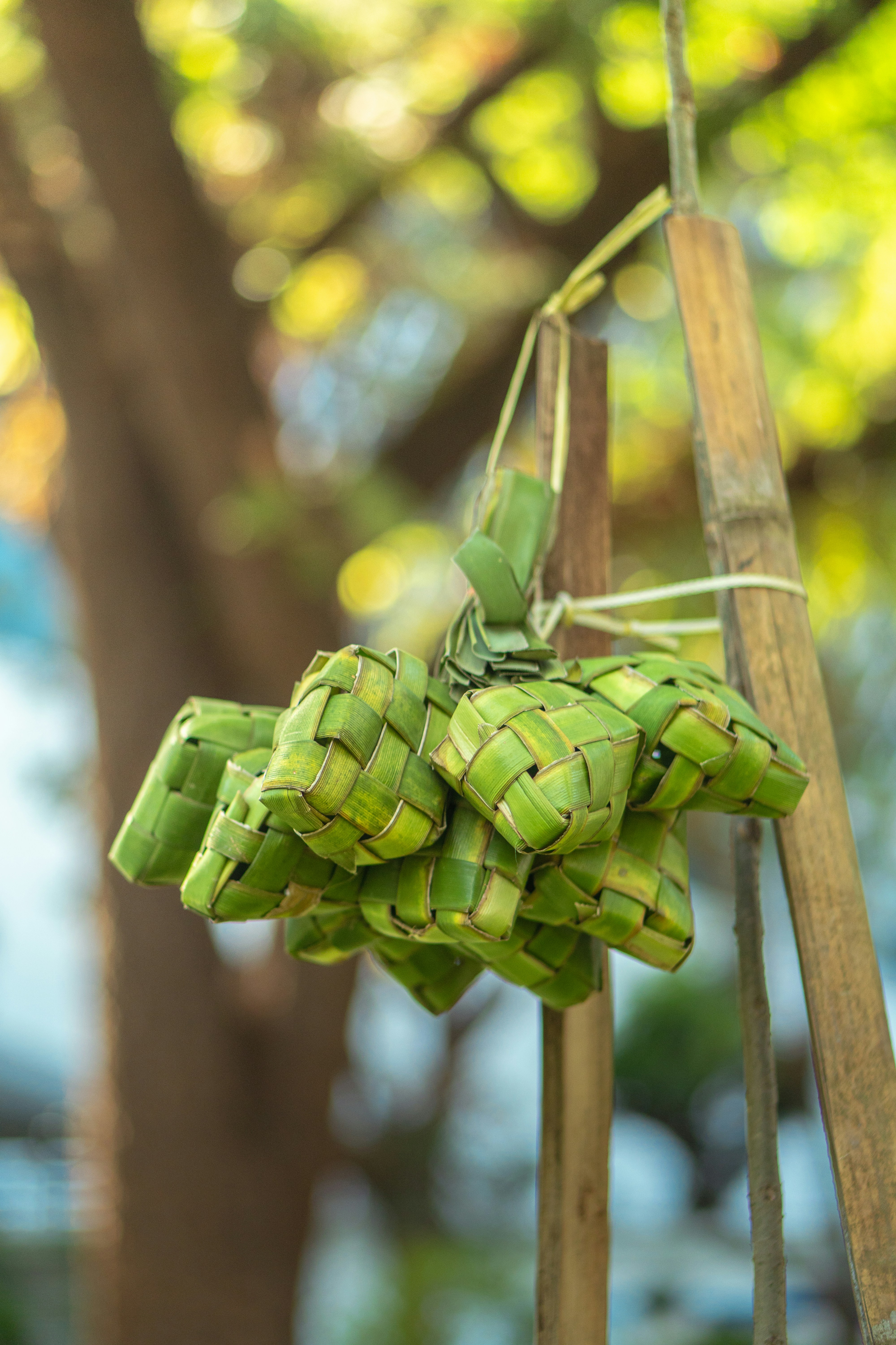 Knotwork of green palm braids suspended in dappled light