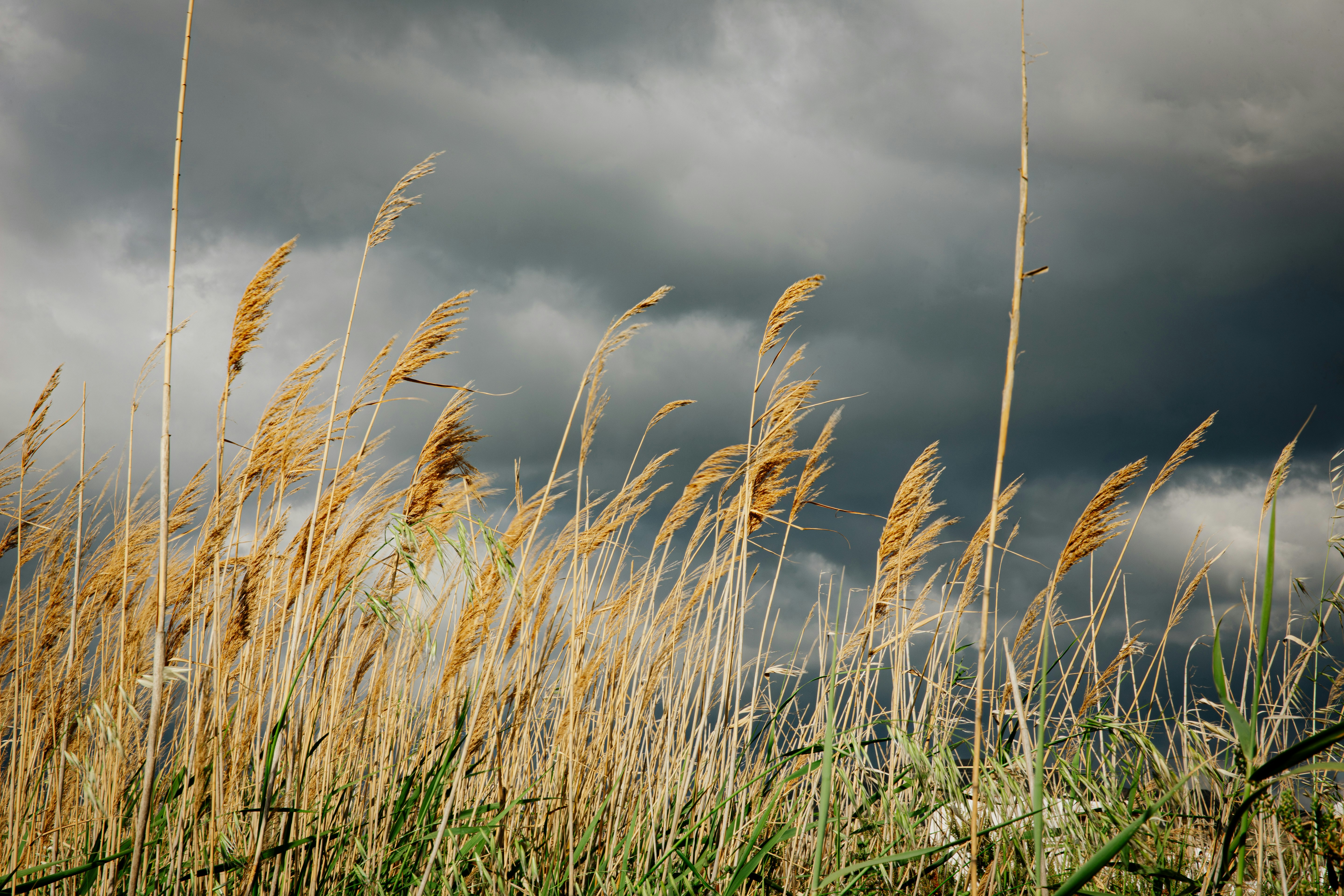 Golden Reeds Against a Stormy Horizon