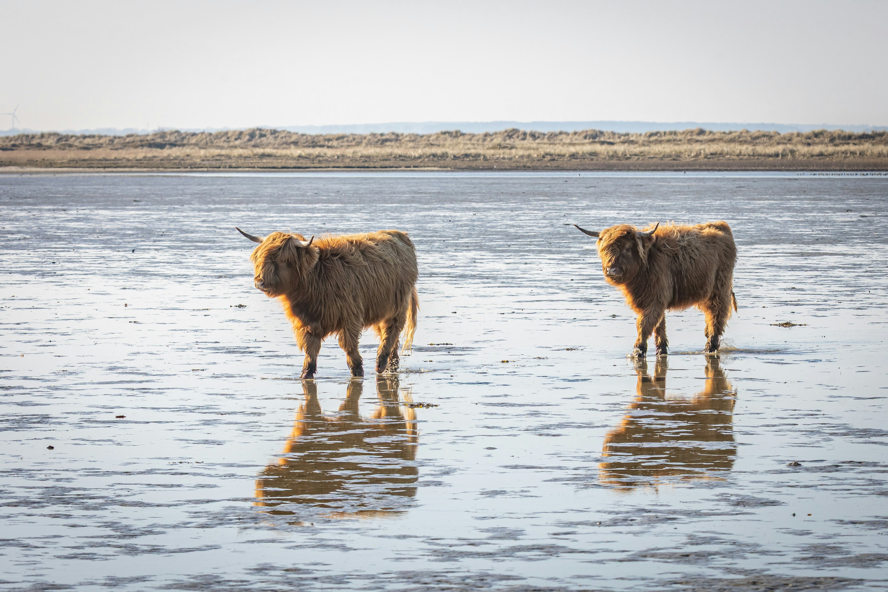 Twin Grazers on Tidal Flats: Echoes of the Shore
